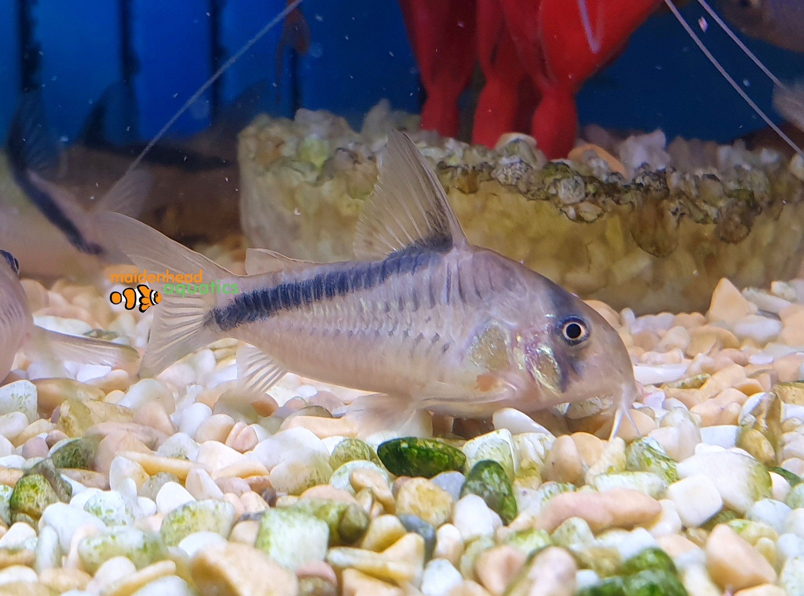 Bandit Cory-Hoplisoma melini