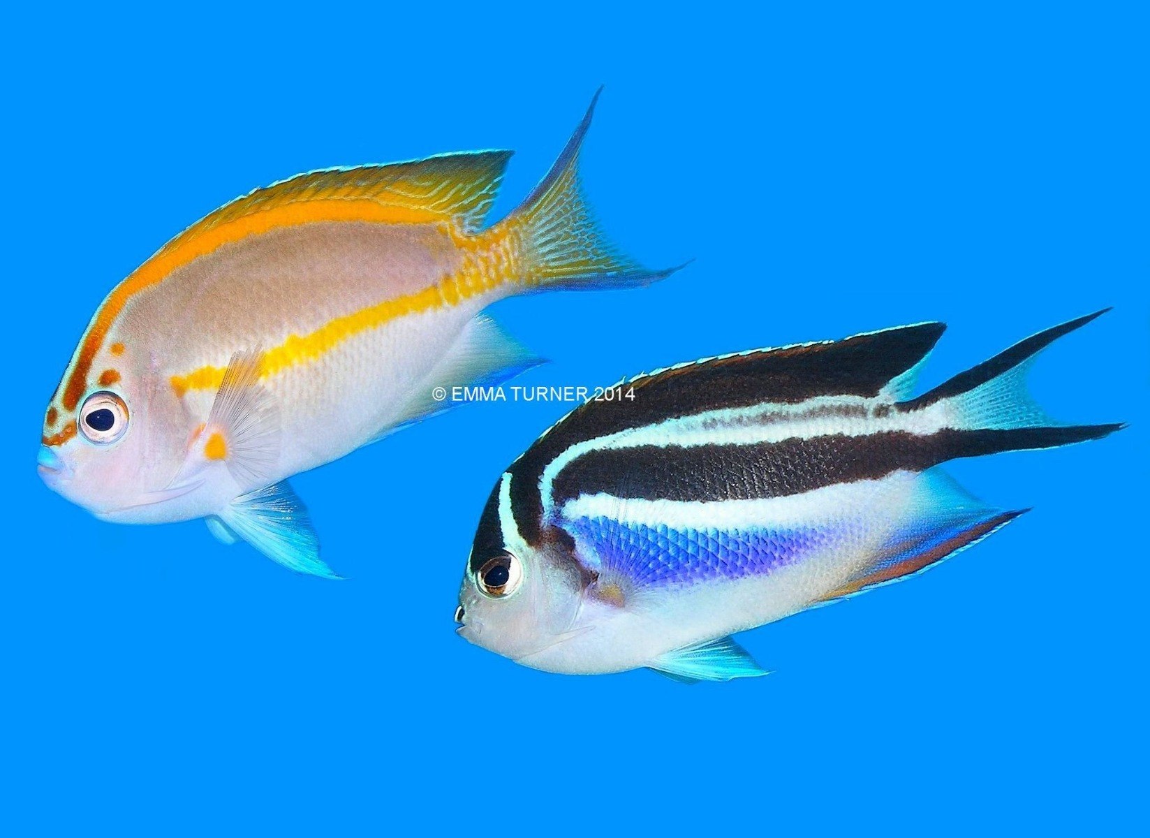 Bellus Angelfish-Genicanthus bellus