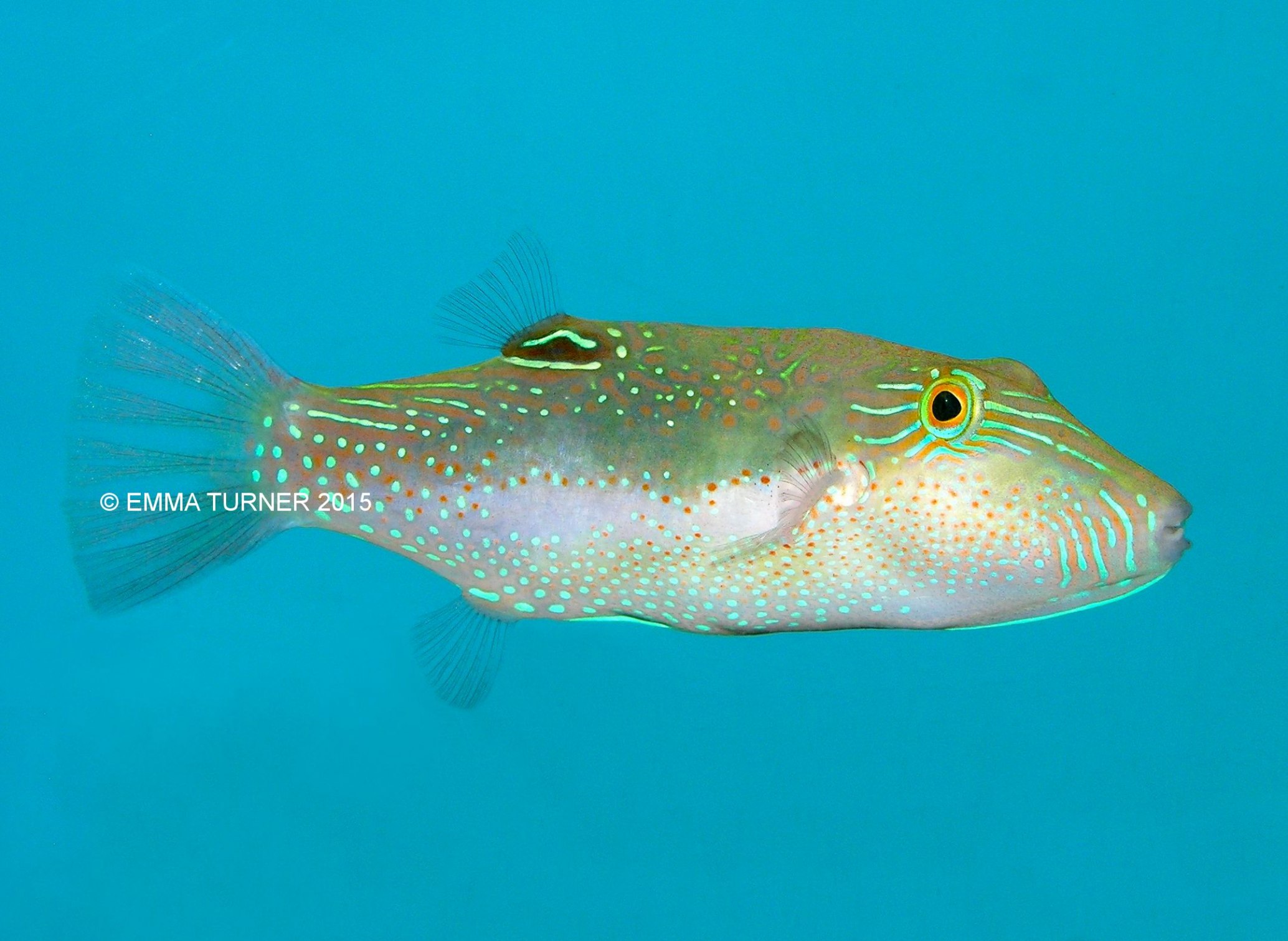 Bennett's Sharpnose Pufferfish-Canthigaster bennetti