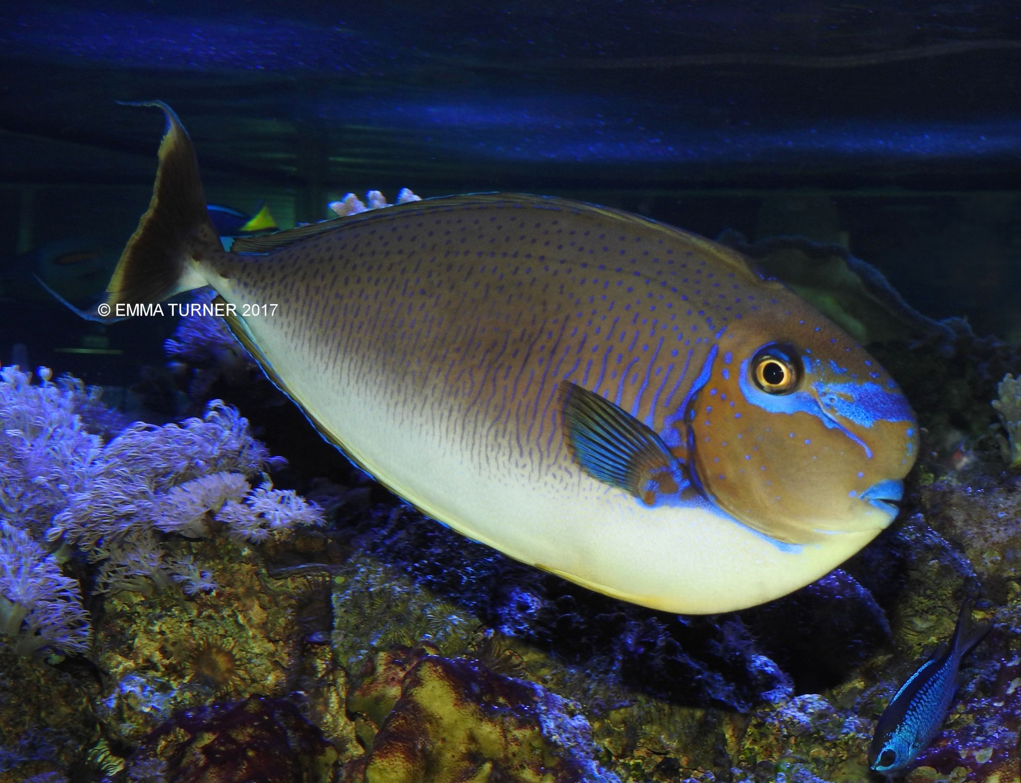 Bignose Unicornfish-Naso vlamingii