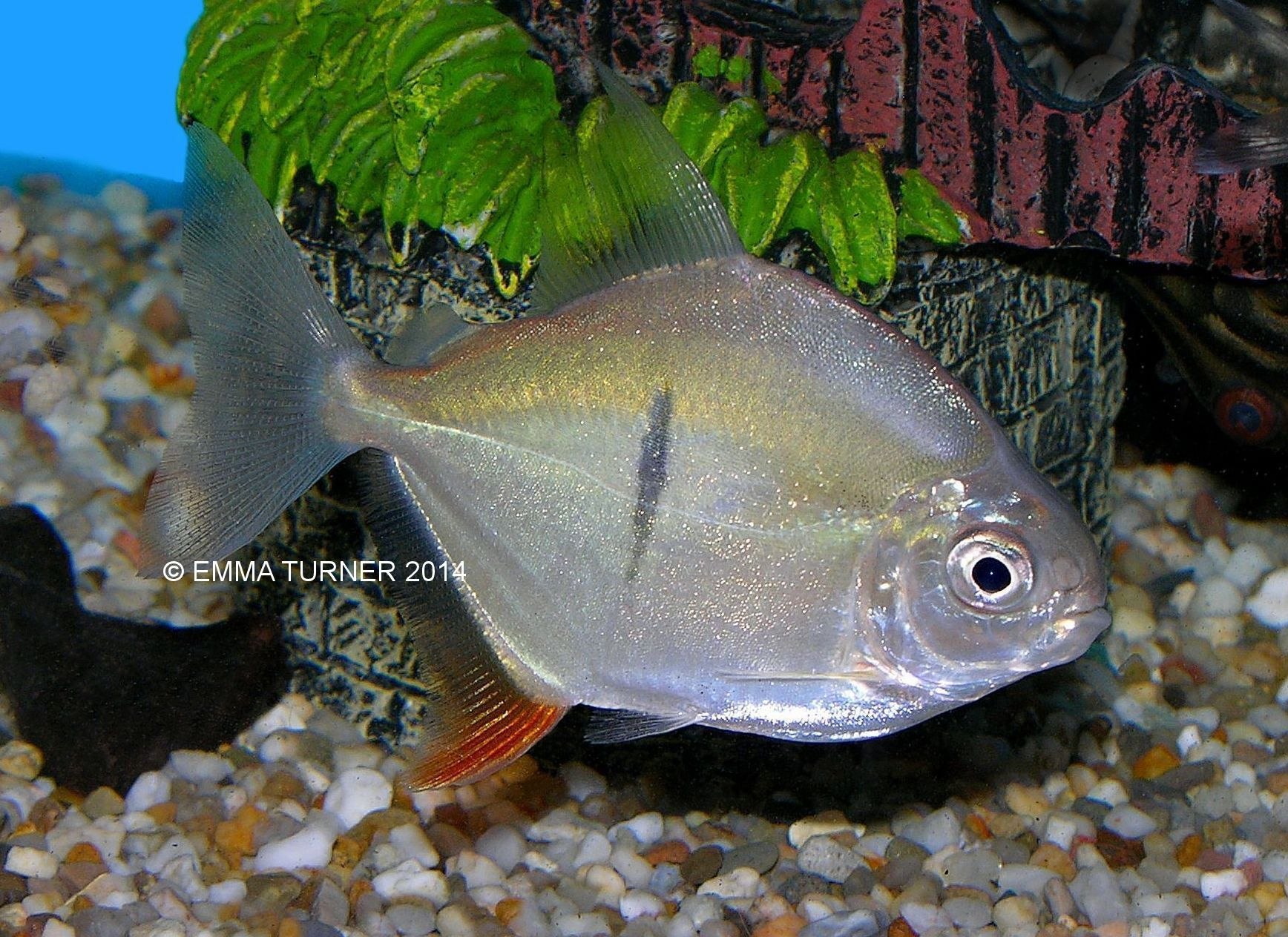 Black-barred Myleus-Myloplus schomburgkii