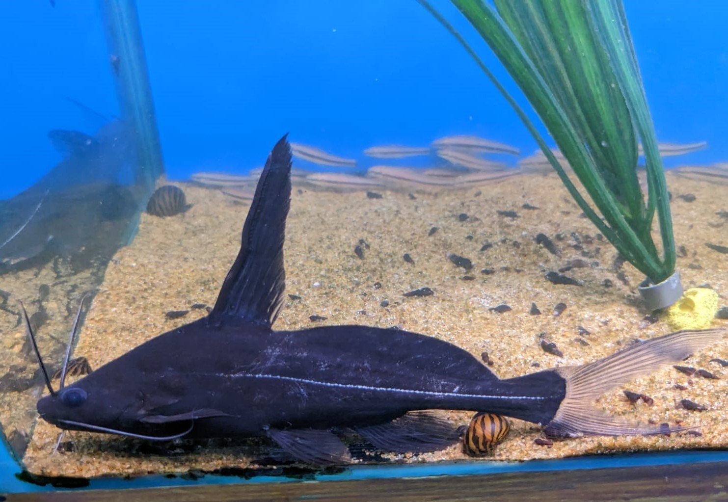 Black Lancer Catfish-Bagrichthys macracanthus