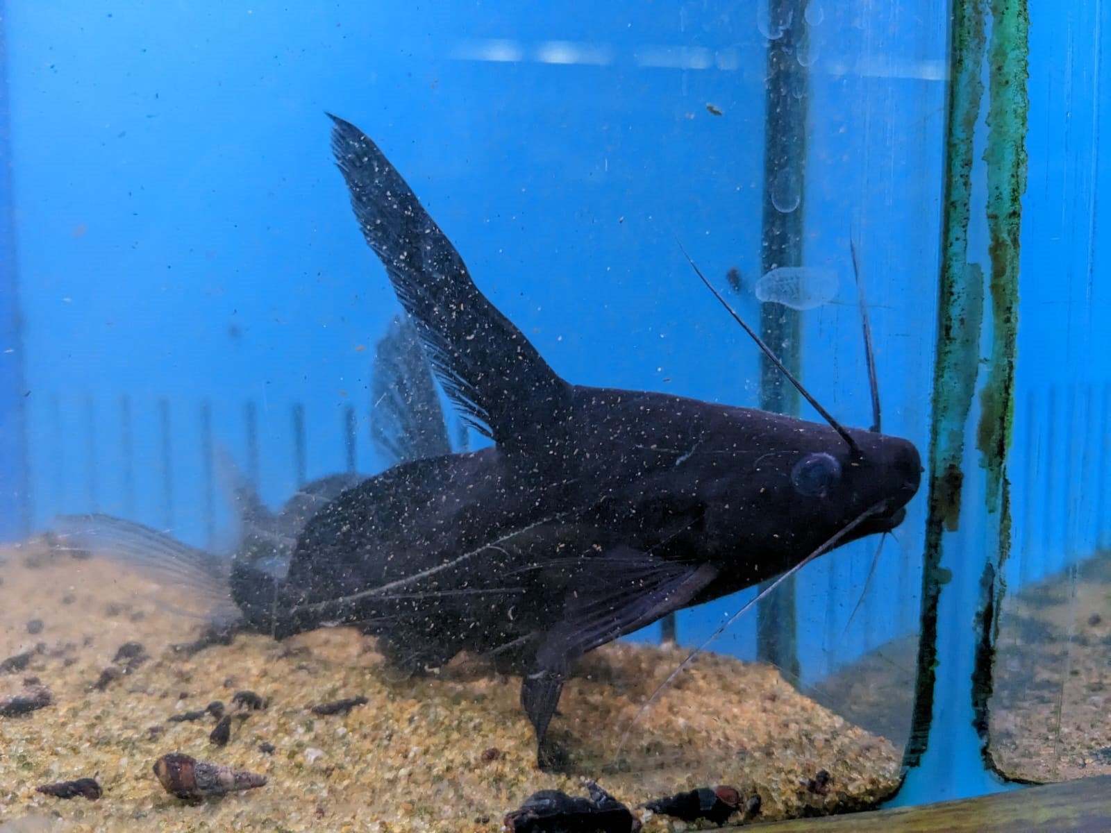 Black Lancer Catfish-Bagrichthys macracanthus