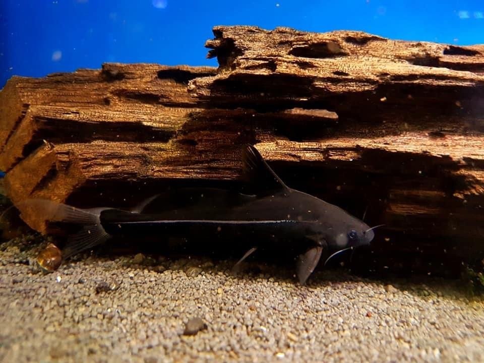 Black Lancer Catfish-Bagrichthys macracanthus