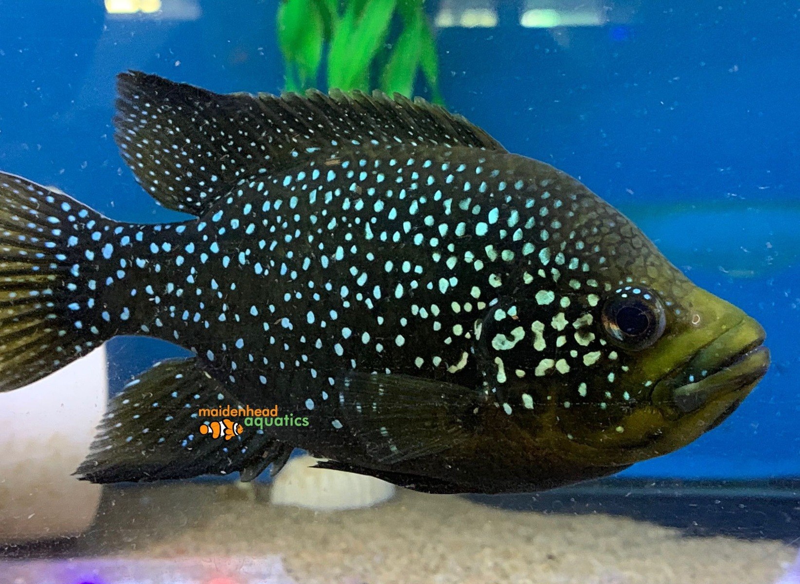 Black Diamond Cichlid-Paratilapia polleni