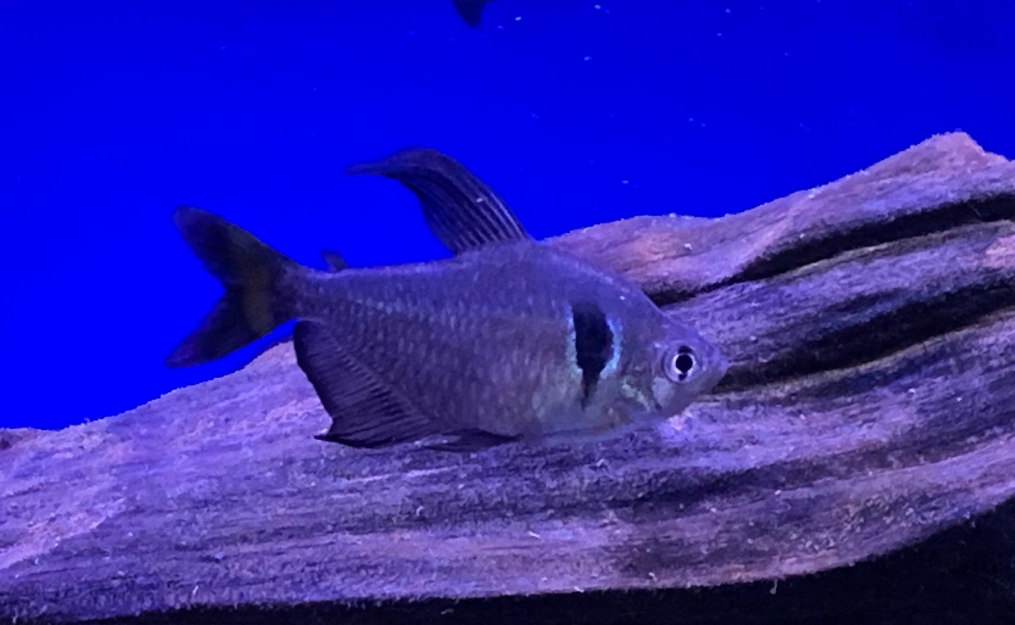 Black Phantom Tetra-Megalamphodus megalopterus