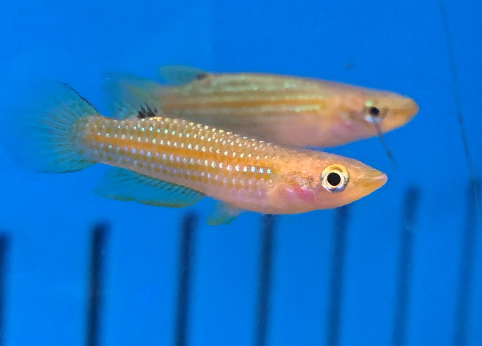 Green Panchax-Aplocheilus blockii