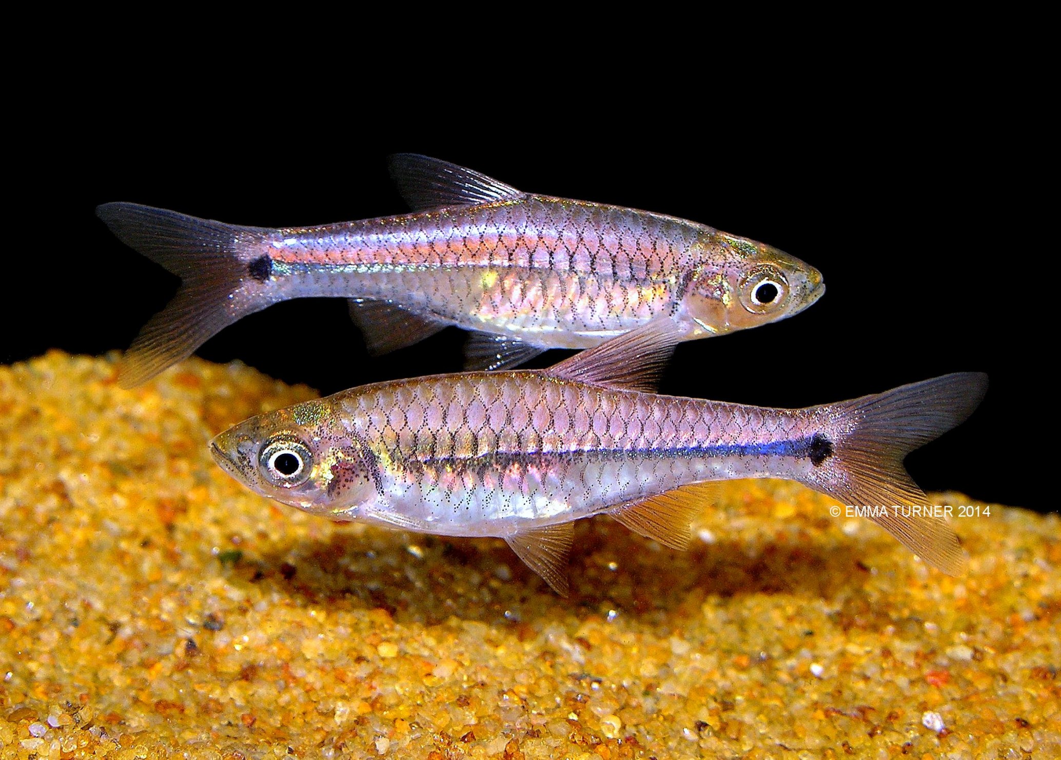Blue Cardinal Rasbora-Rasbora rutteni