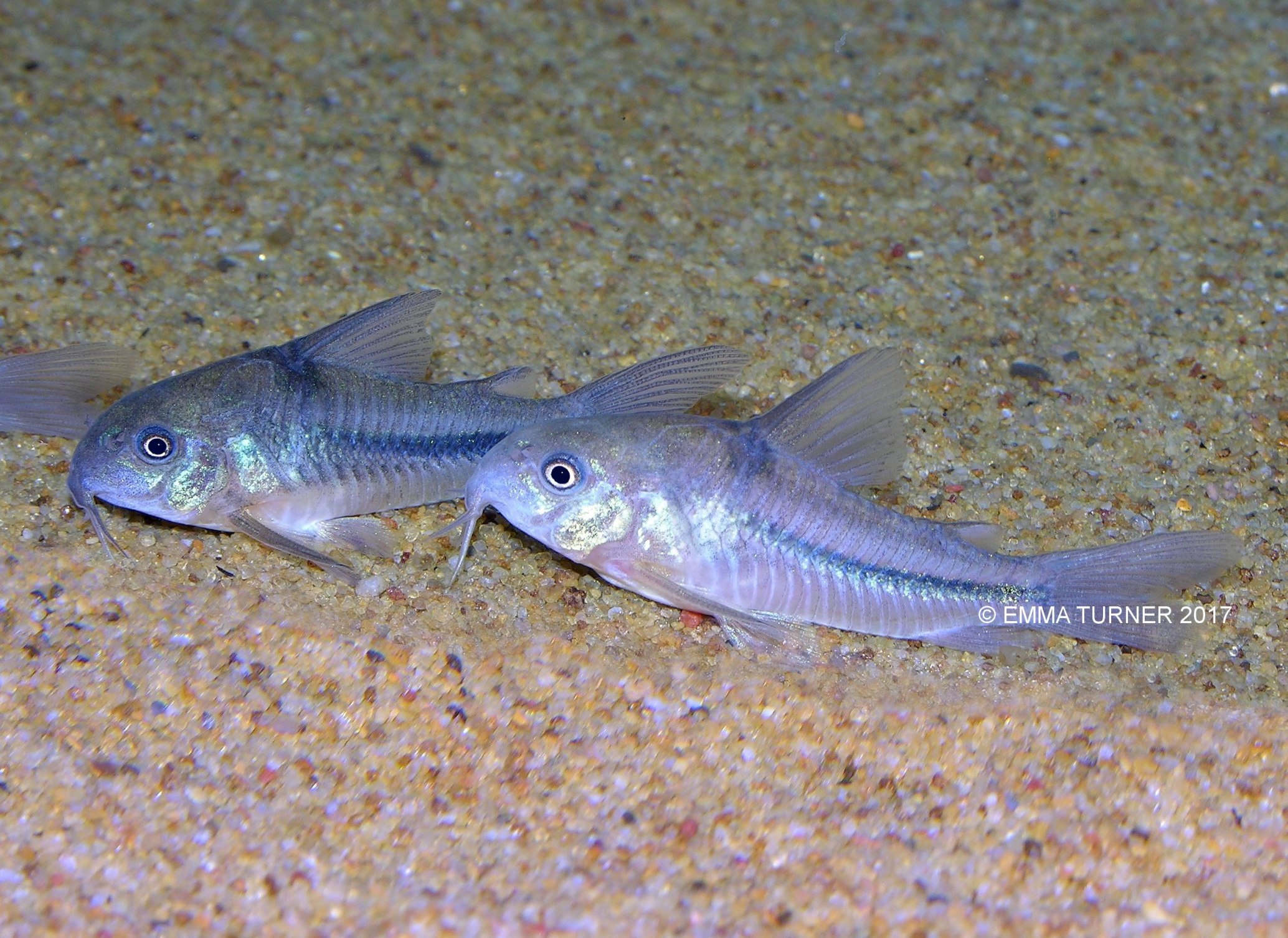 Blue Cory-Hoplisoma nattereri