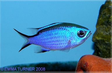 Blue Reef Chromis-Azurina cyanea