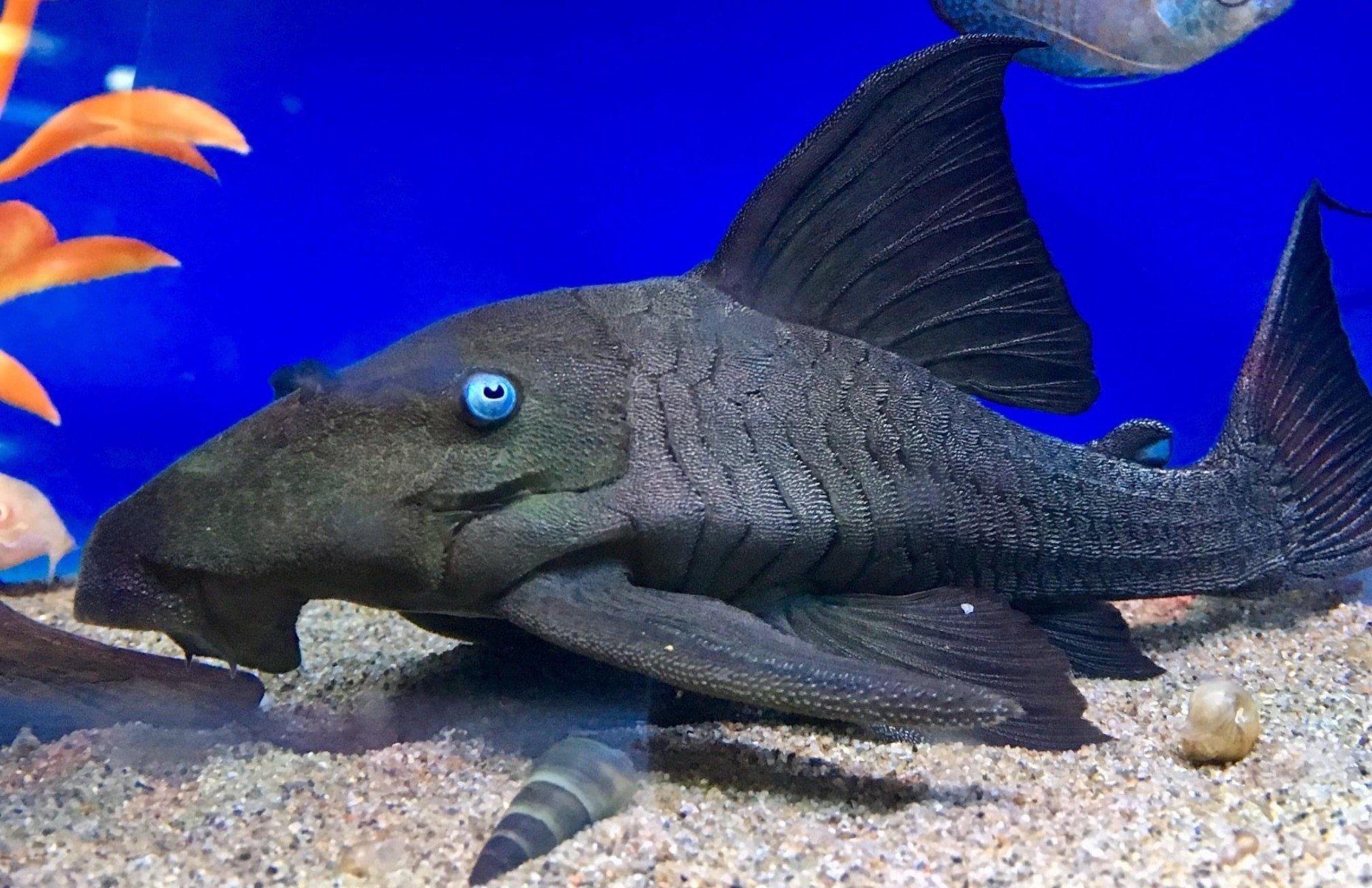 Blue-eyed Plec - Panaque cochliodon
