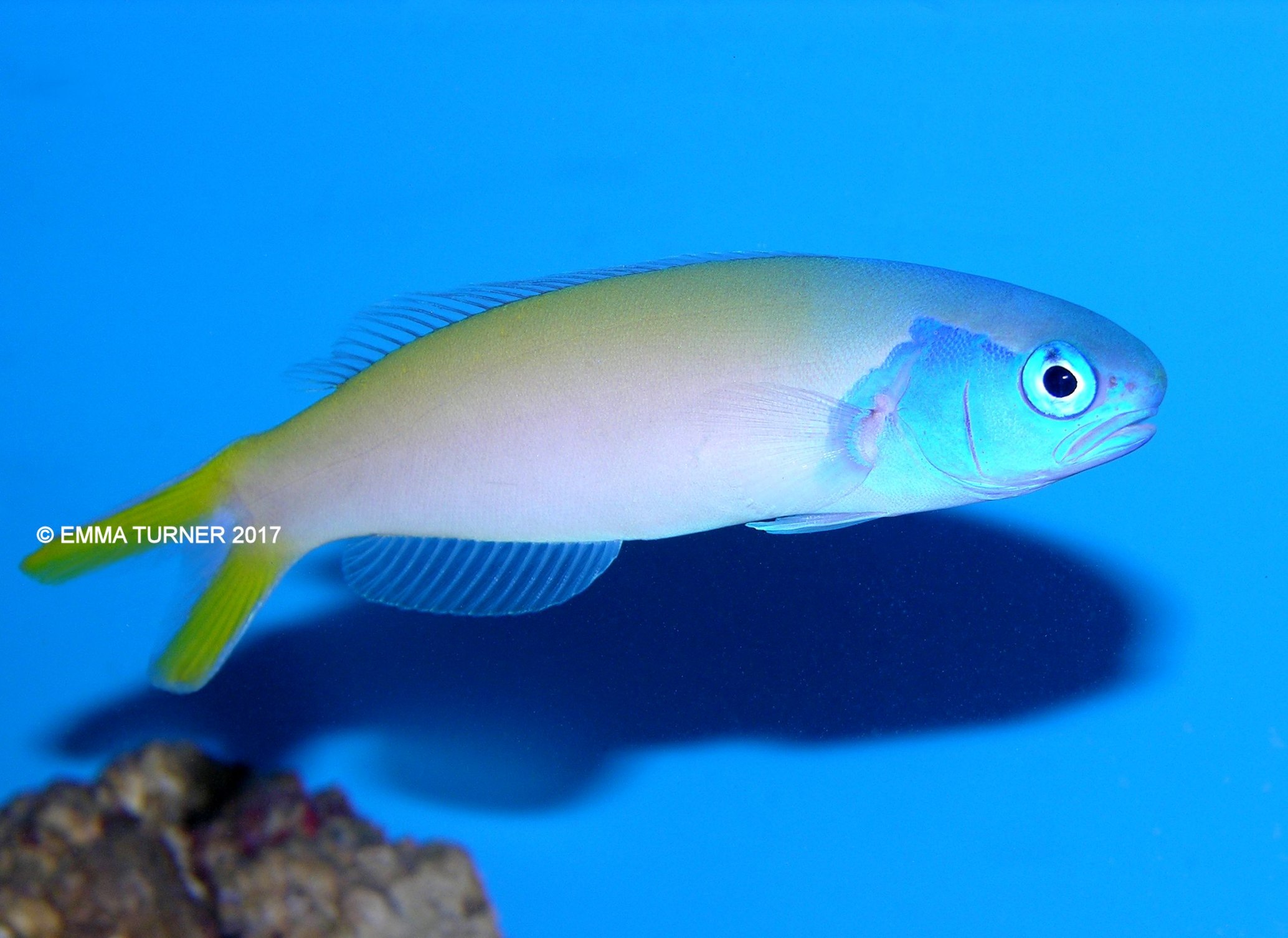 Blueheaded Tilefish-Hoplolatilus starcki