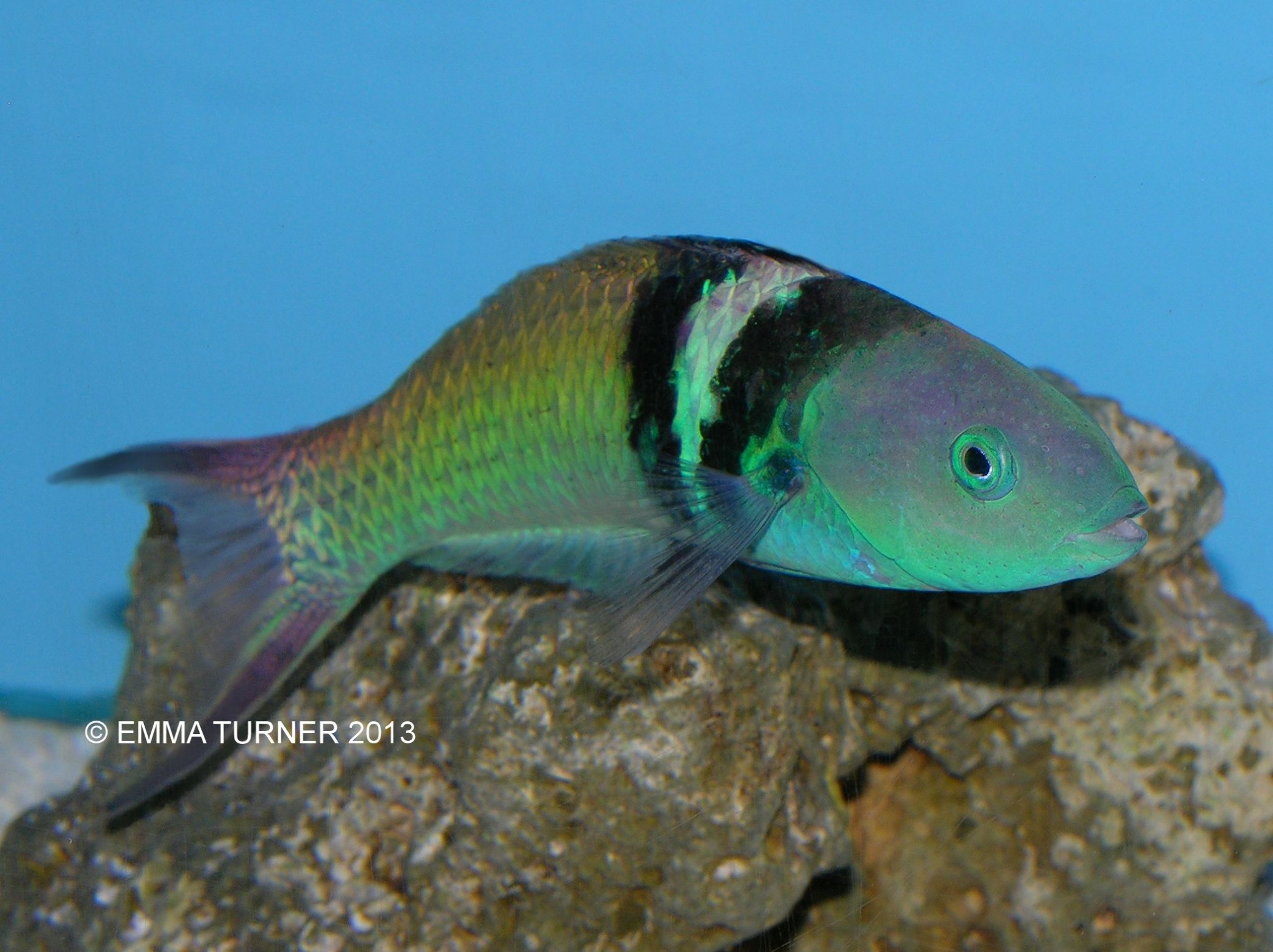Blueheaded Wrasse-Thalassoma bifasciatum
