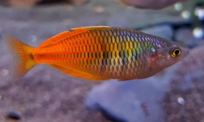 Boeseman's Rainbowfish-Melanotaenia boesemani