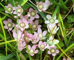 Bog Pimpernel-Anagallis tenella