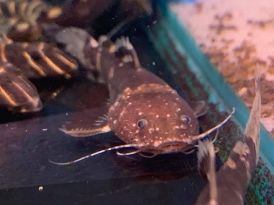 Giant Bumblebee Catfish-Pseudopimelodus bufonius