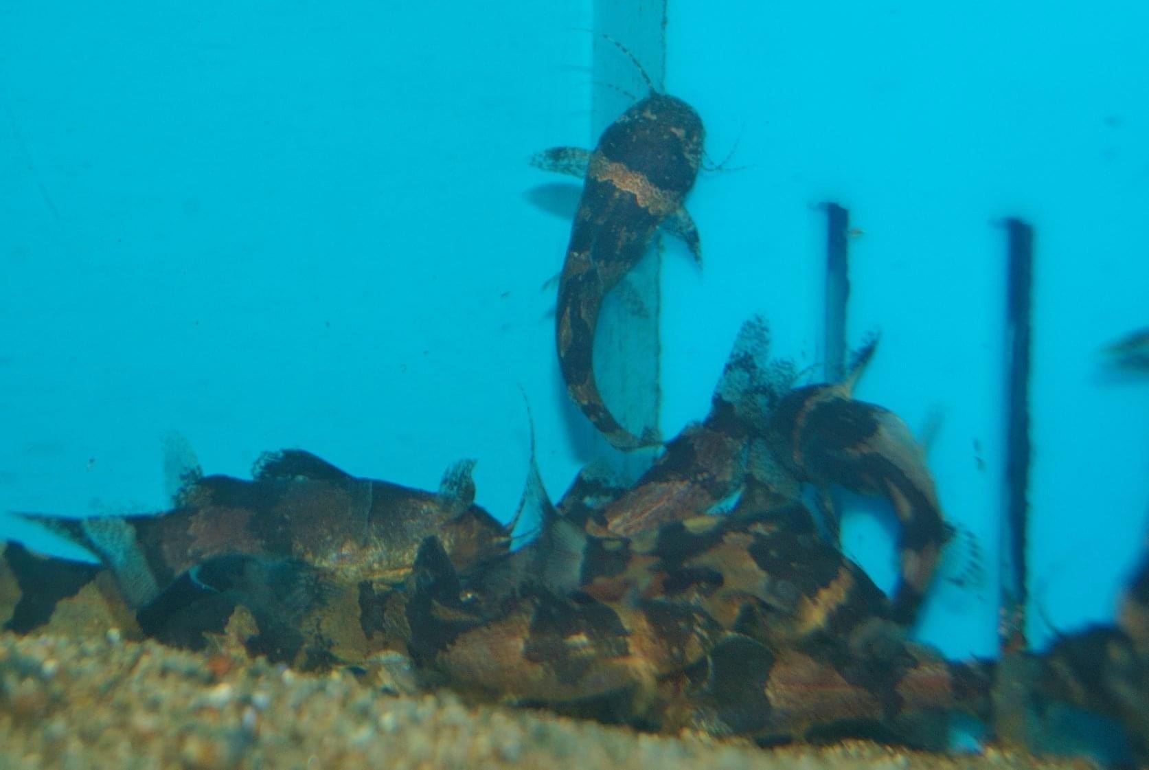 South American Bumblebee Catfish-Microglanis iheringi