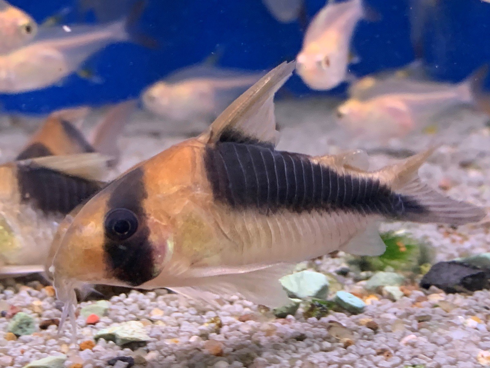 Cory (CW106) - Brochis sp. 'CW106'