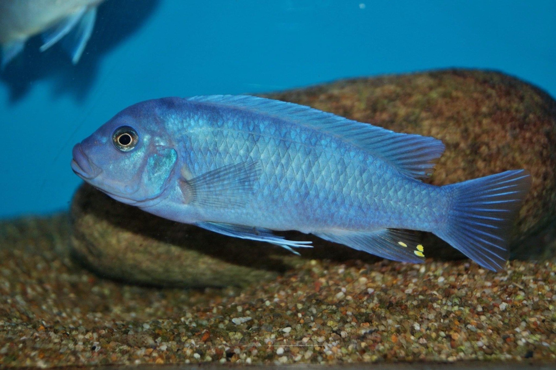 Cobalt Zebra-Maylandia callainos