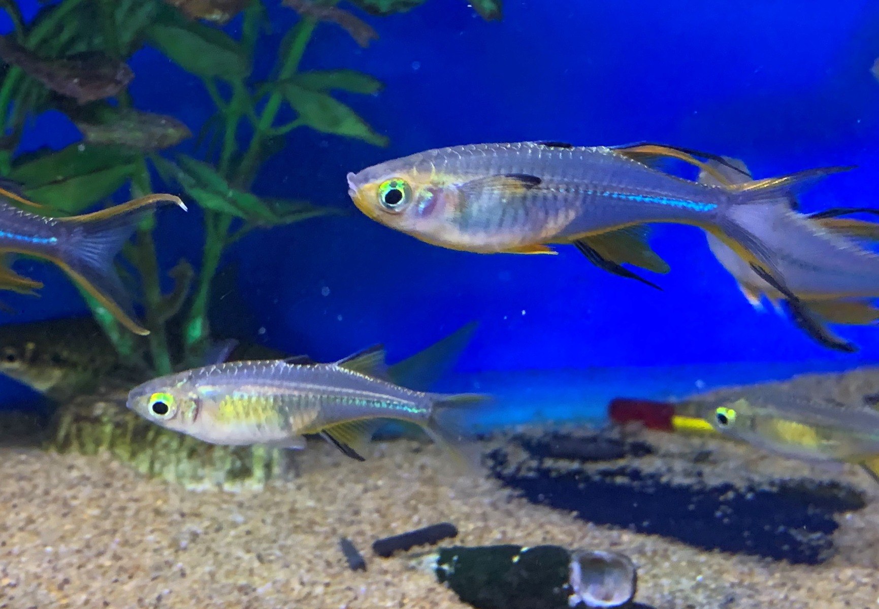 Celebes Rainbowfish-Marosatherina ladigesi