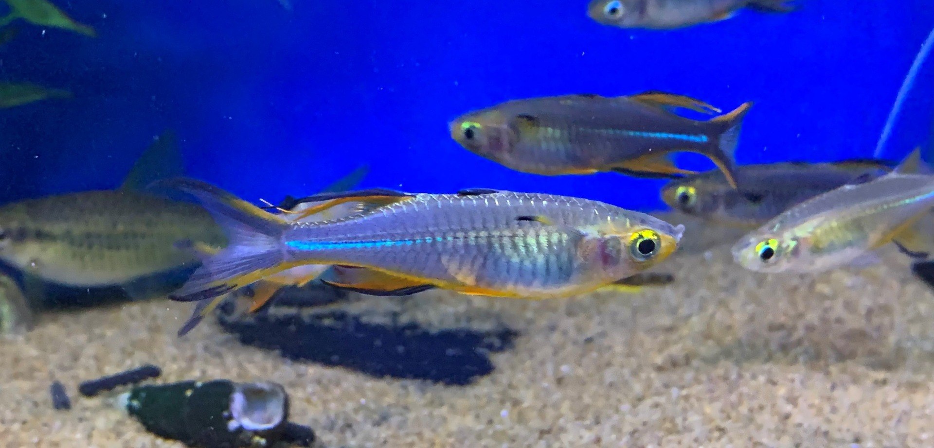 Celebes Rainbowfish-Marosatherina ladigesi