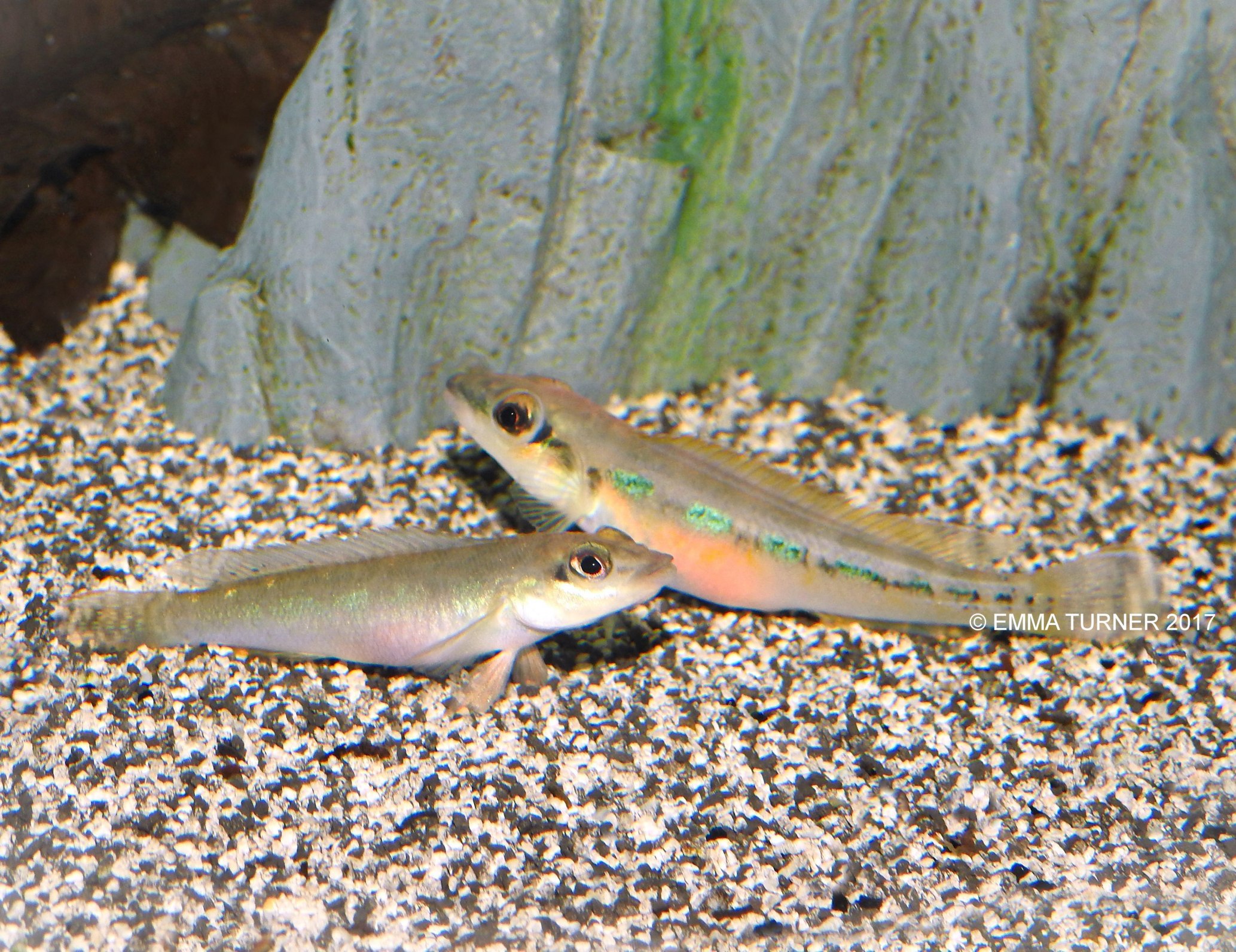 Centrarchus Cichlid-Teleocichla centrarchus