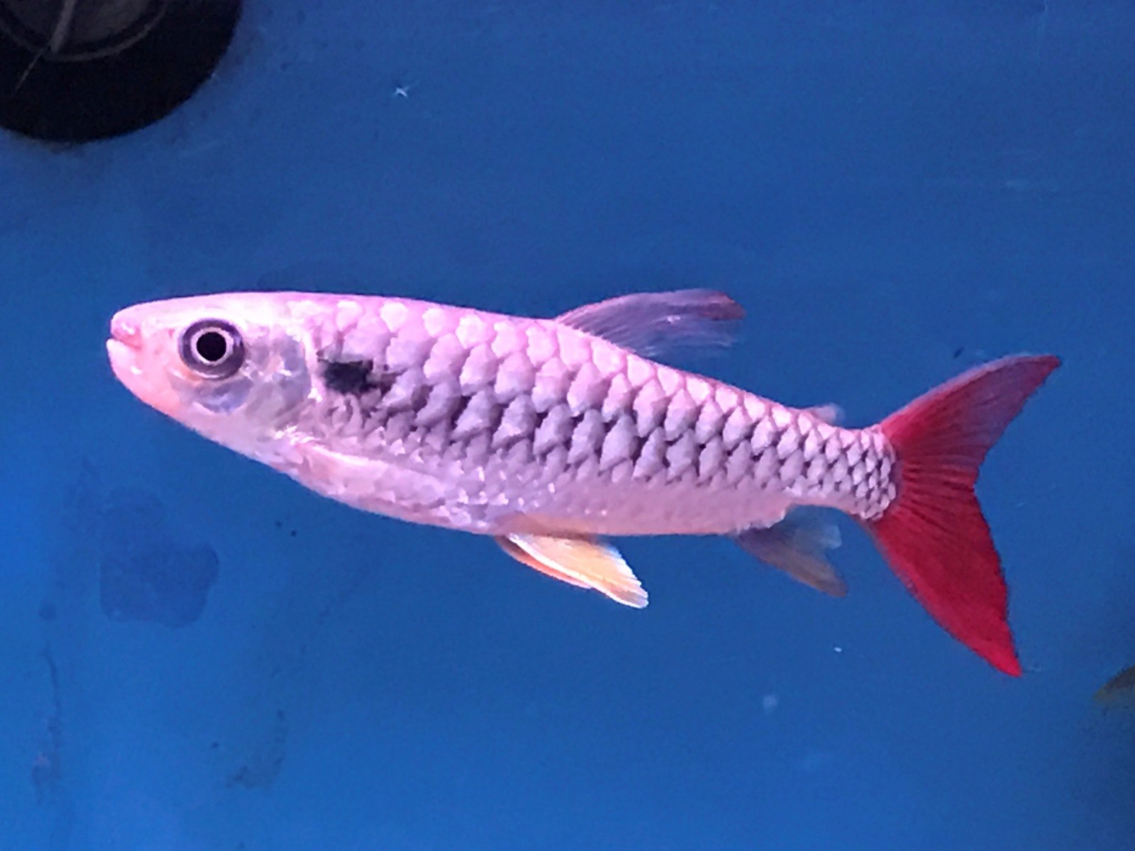 Pink-tail Chalceus-Chalceus macrolepidotus