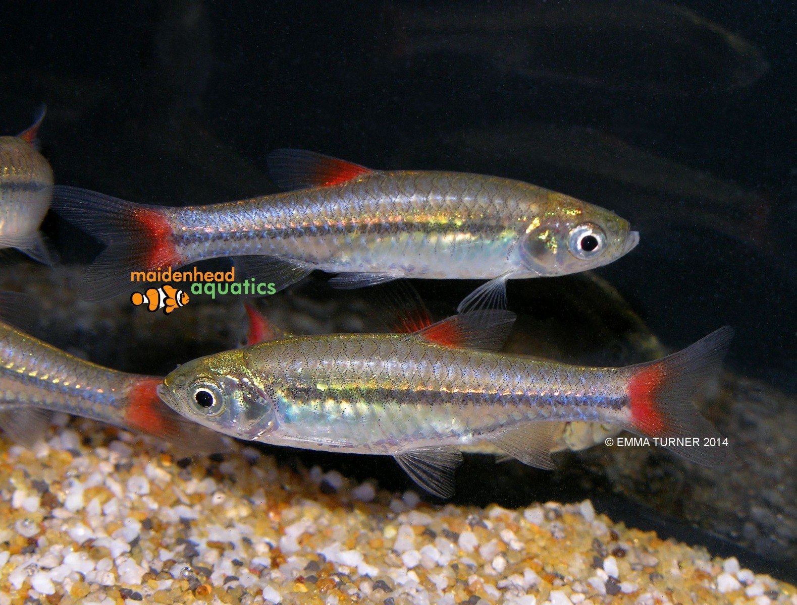 Cherryspot Rasbora-Rasbora rubrodorsalis