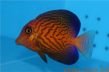 Chevron Tang-Ctenochaetus hawaiiensis