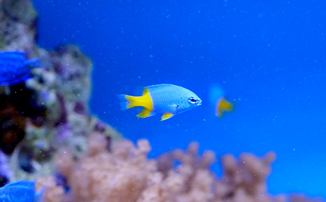 Emperor Damselfish-Chrysiptera arnazae