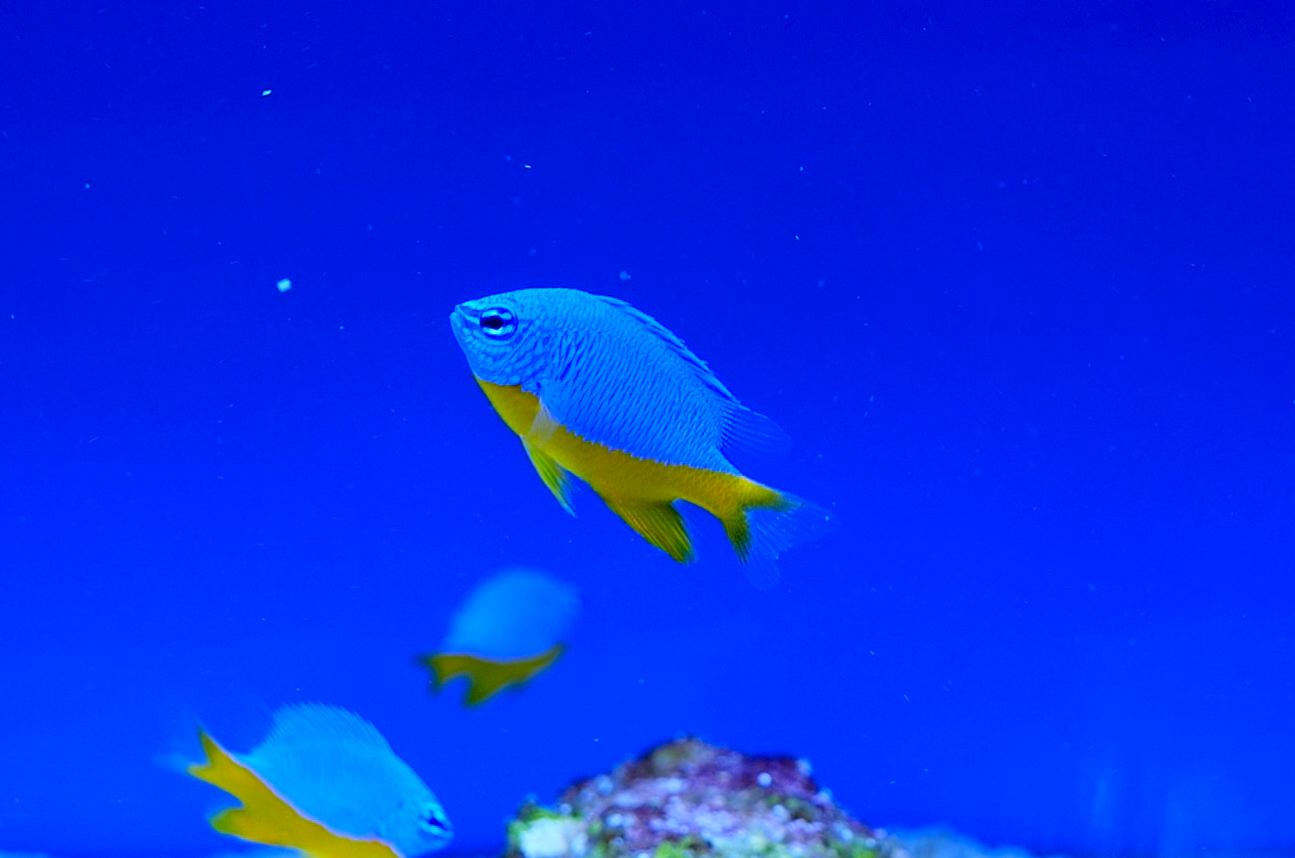 Regal Damselfish-Chrysiptera hemicyanea