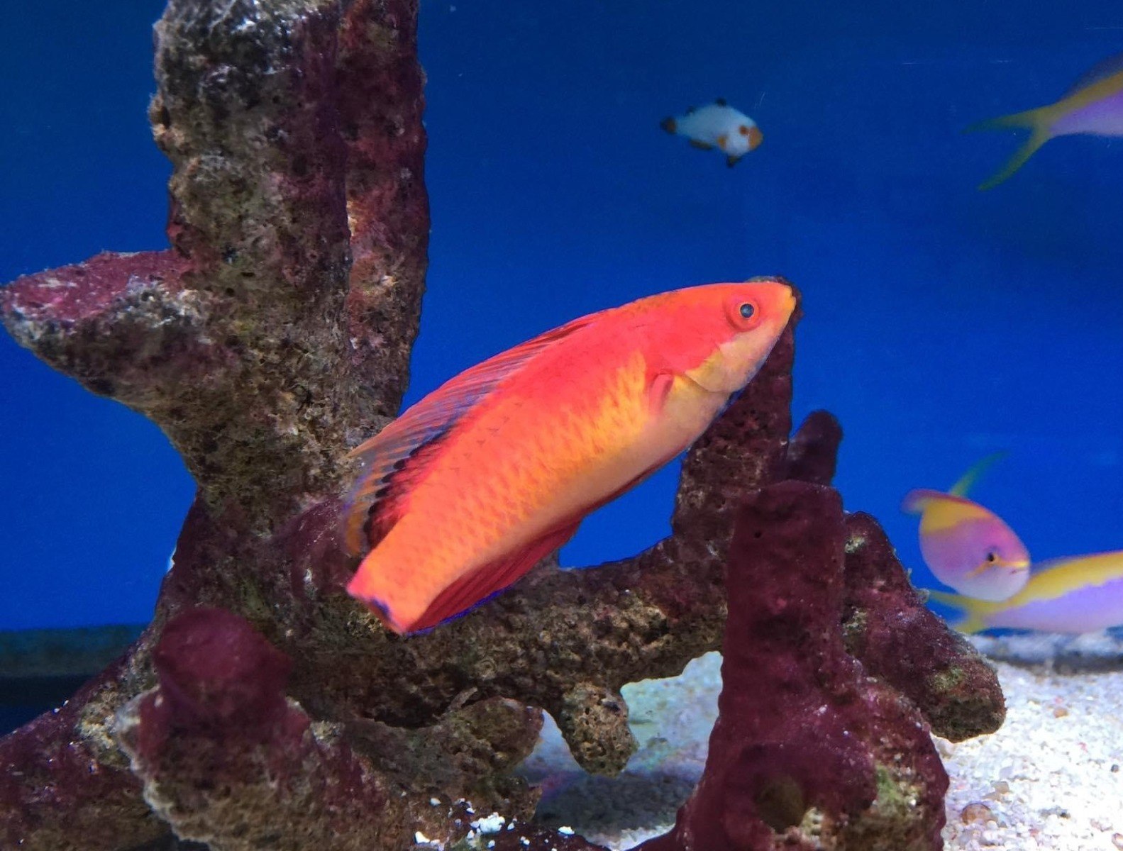 Whip Fin Fairy Wrasse-Cirrhilabrus filamentosus