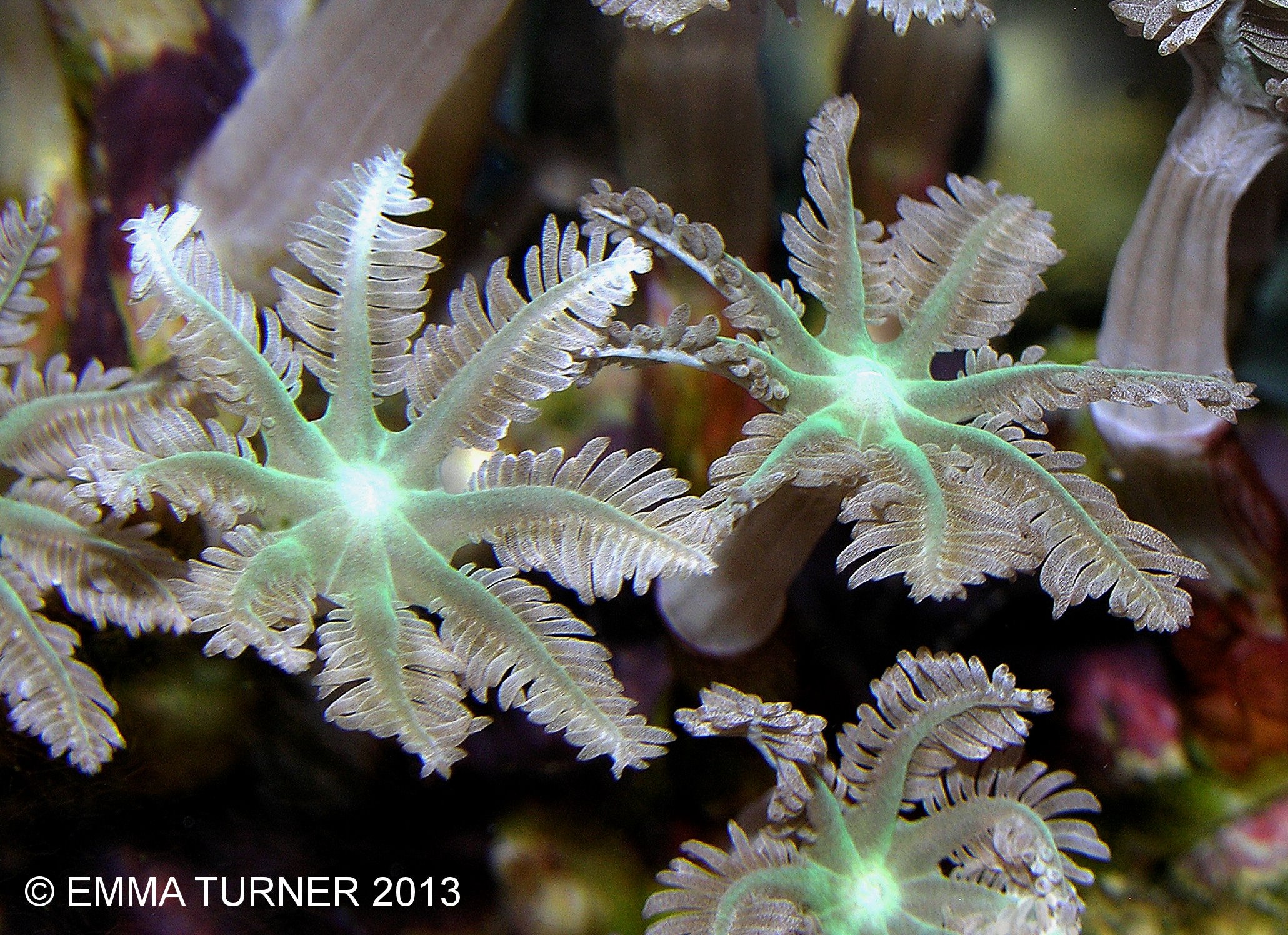 Clove Polyps-Clavularia