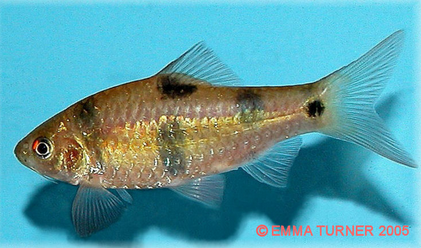 Clown Barb-Puntius everetti