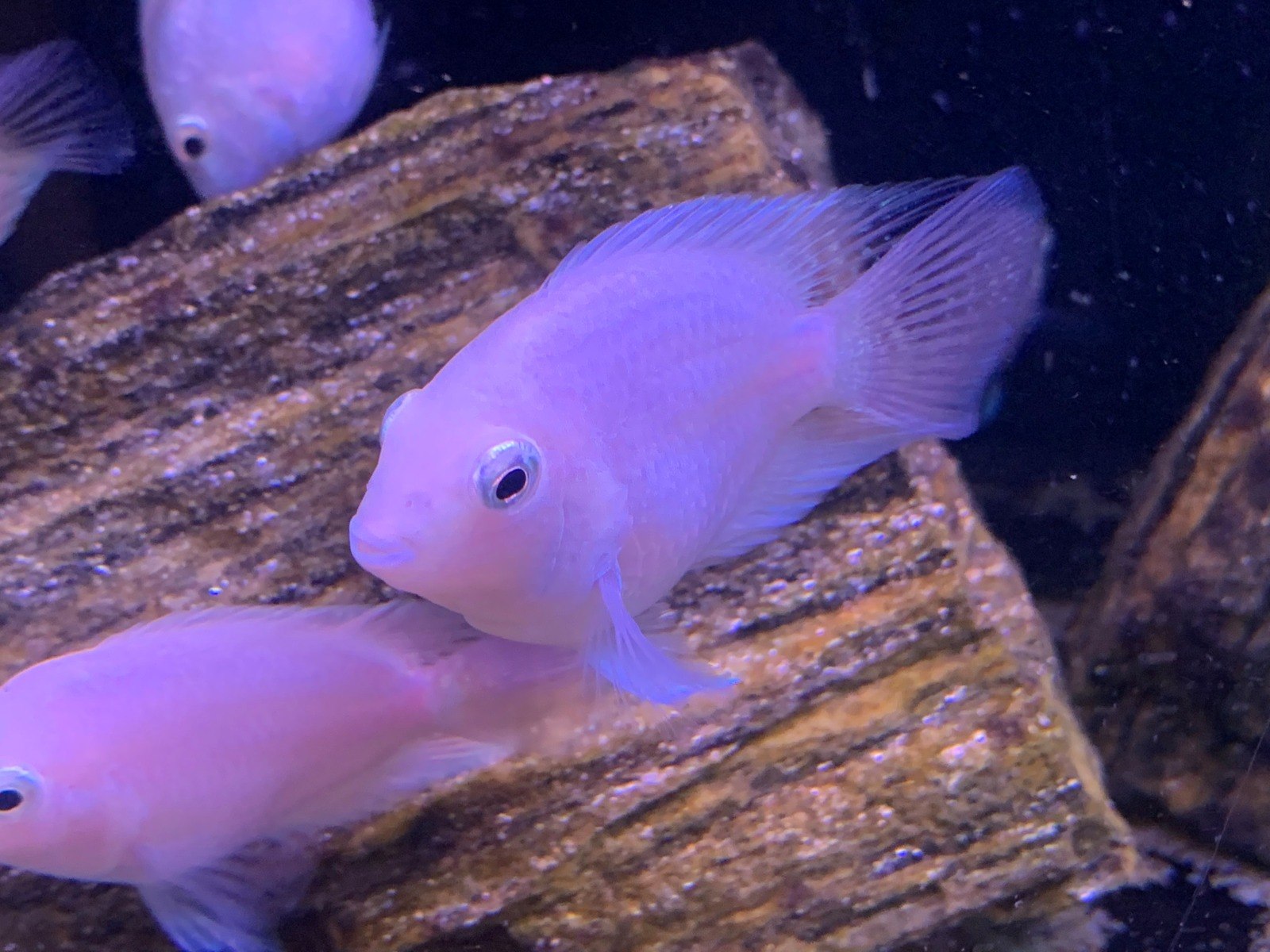 Platinum Polar Parrot Convict - Amatitlania hybrid