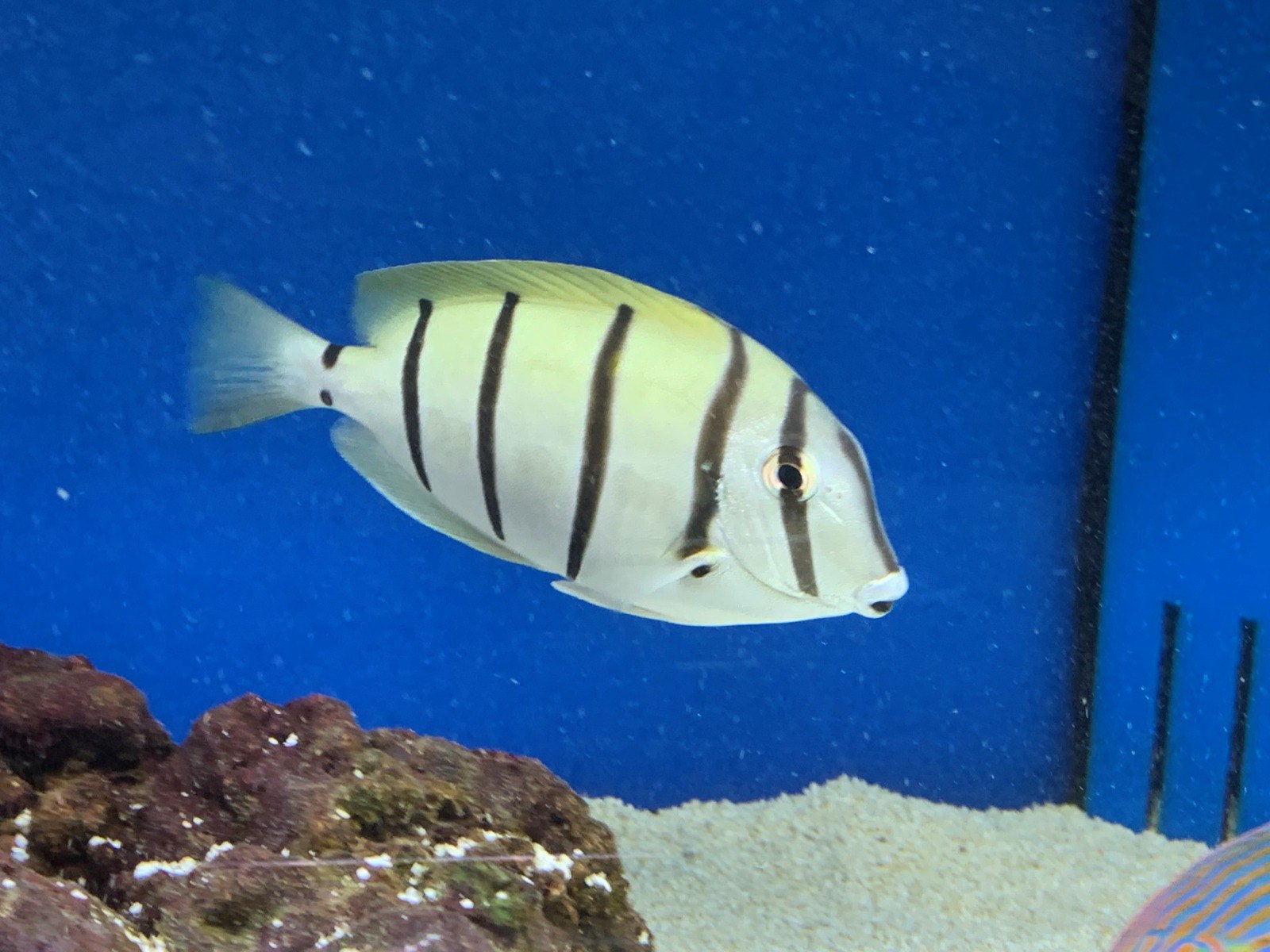 Convict Tang-Acanthurus triostegus