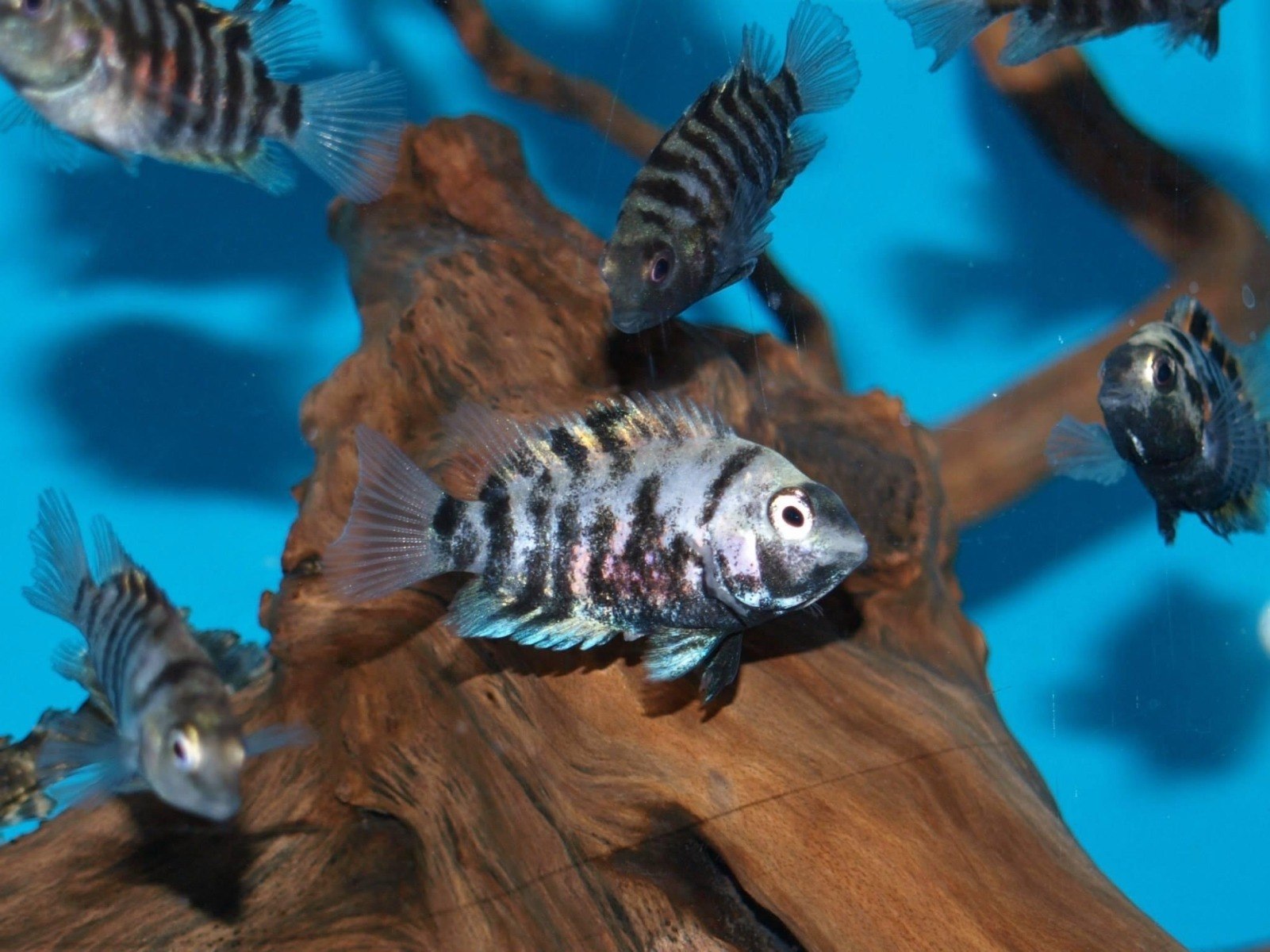 Convict Cichlid-Amatitlania nigrofasciata