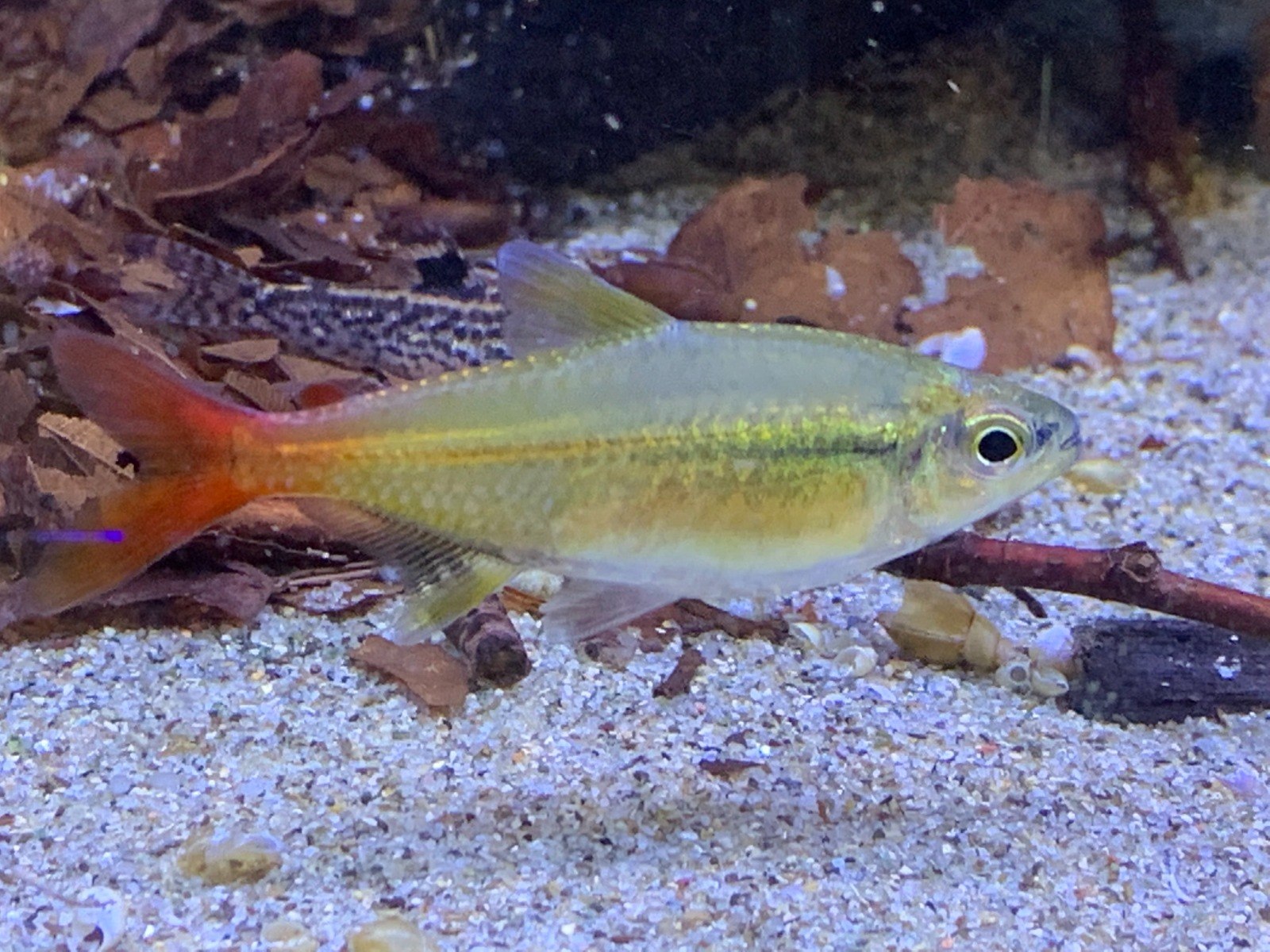 Cope's Tetra - Hemigrammus copei