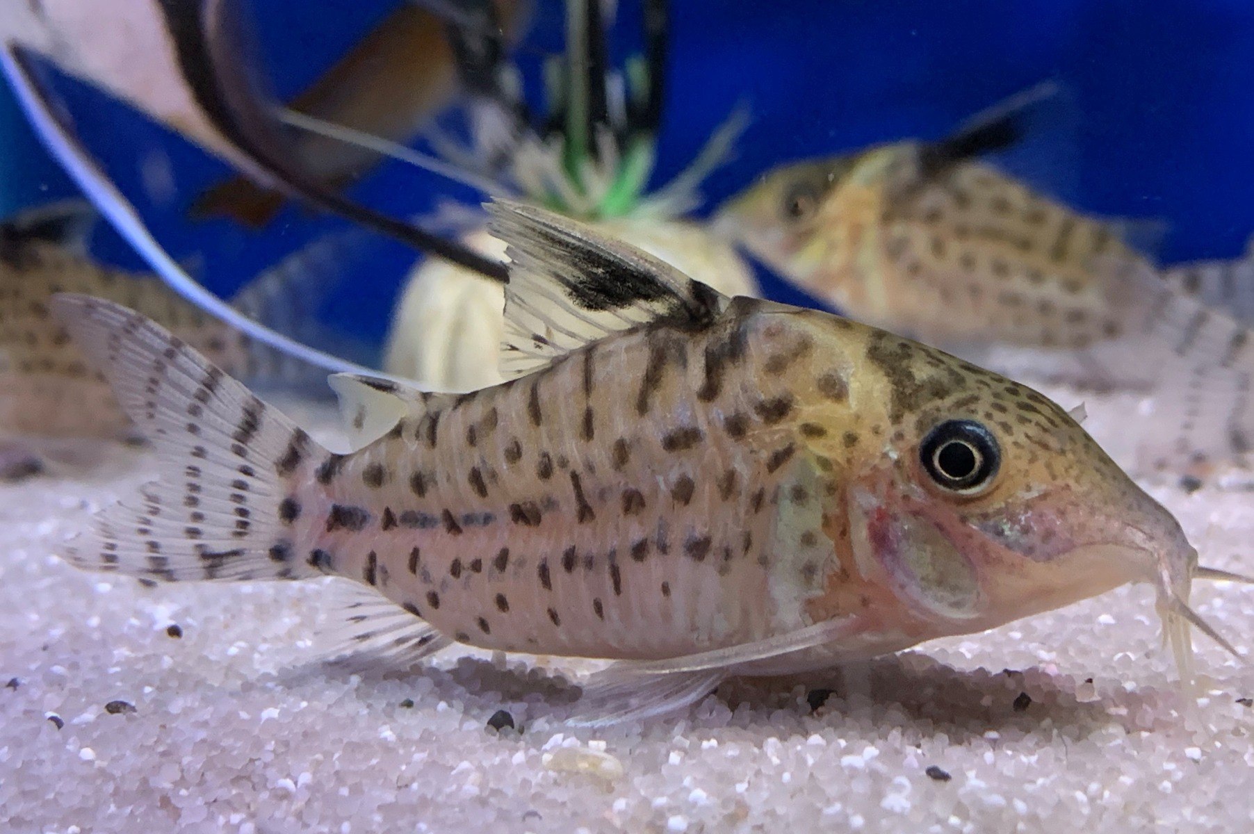 Spotted Cory-Corydoras ambiacus