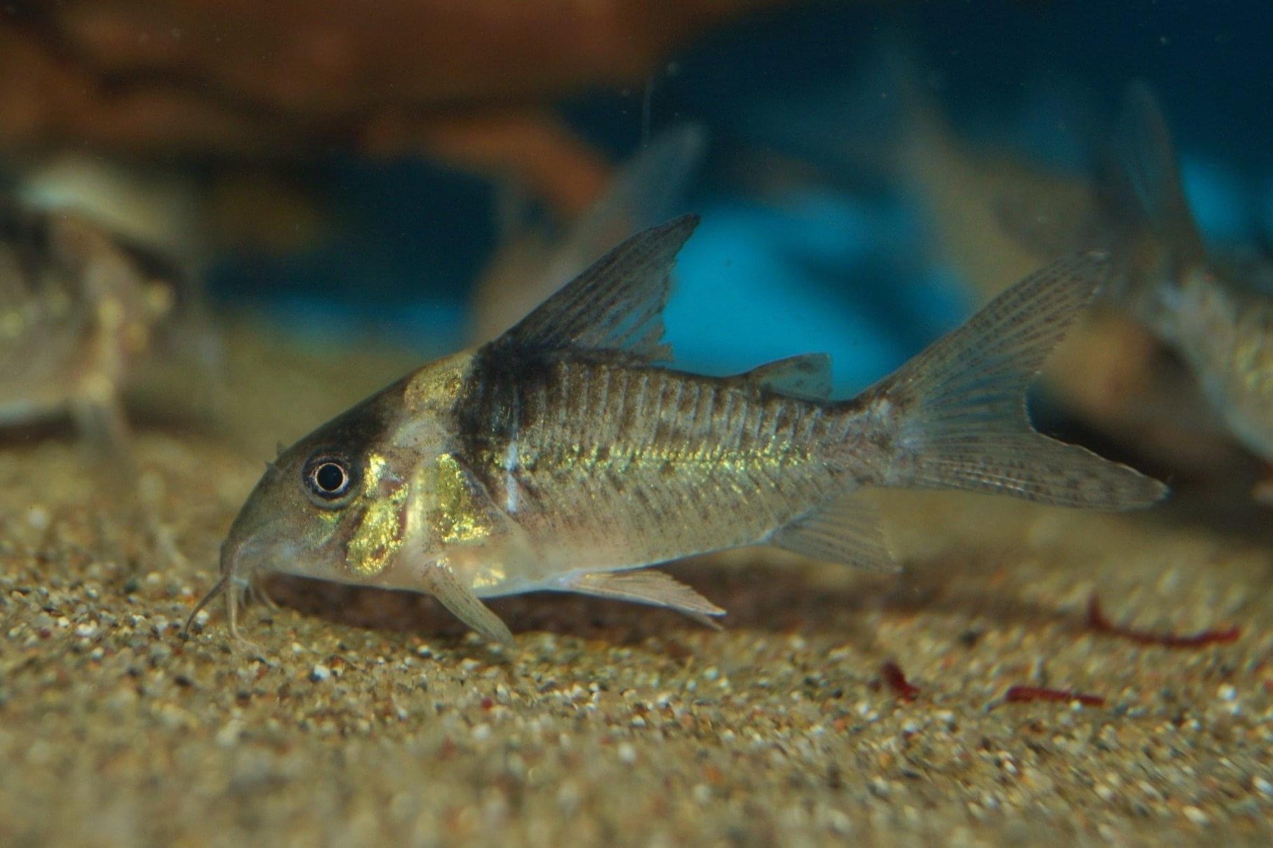 Blacksail Cory-Hoplisoma melanistium