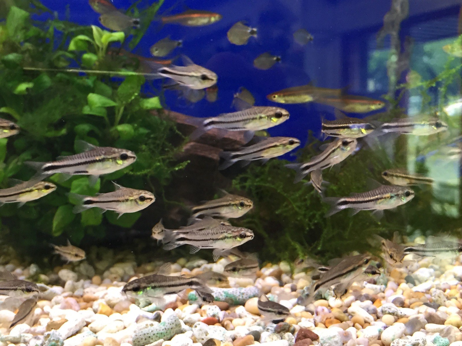 Pygmy Cory-Corydoras pygmaeus