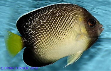 Cream Angelfish-Apolemichthys xanthurus