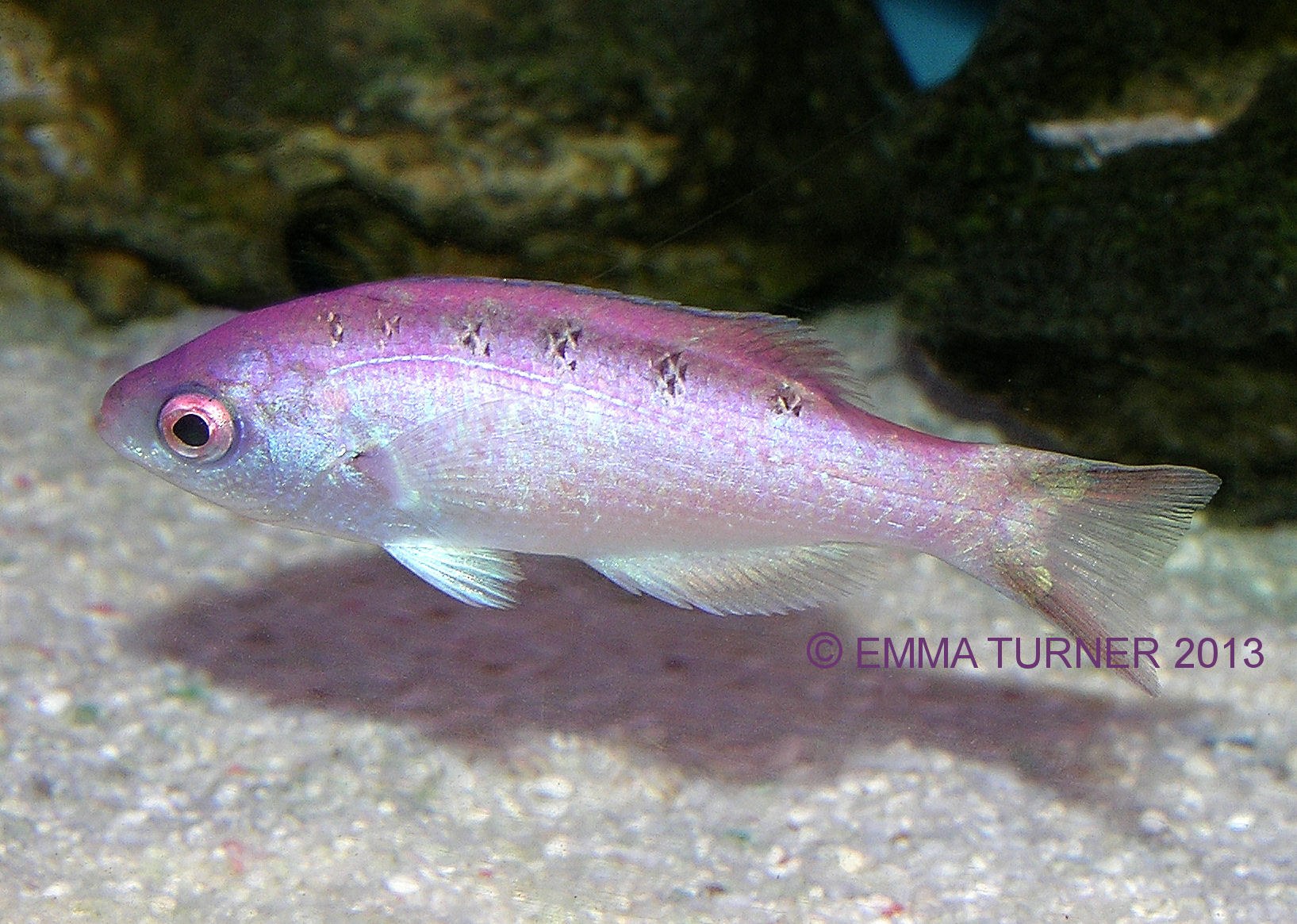 Creole Wrasse-Clepticus parrae