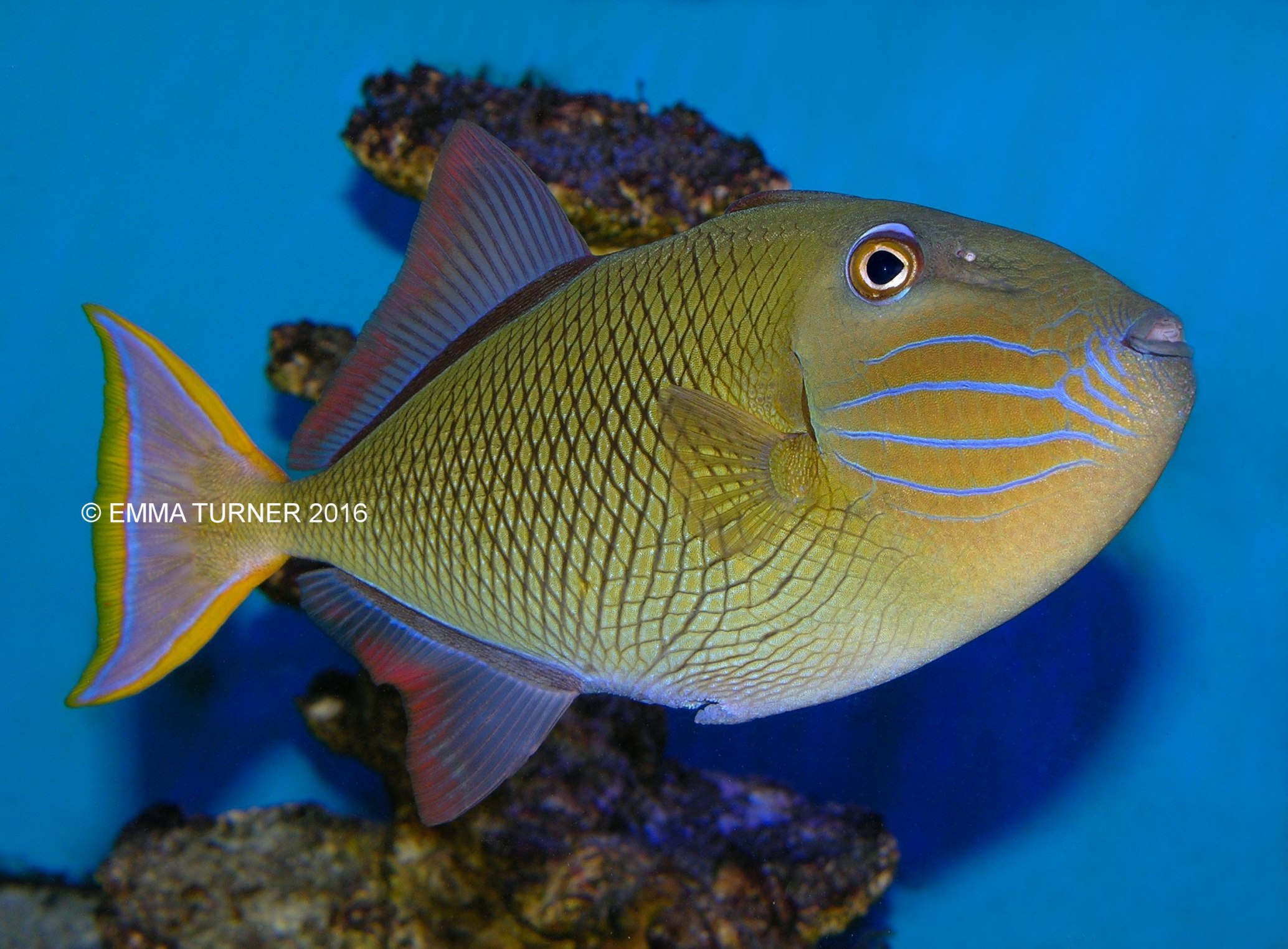 Crosshatch Triggerfish-Xanthichthys mento