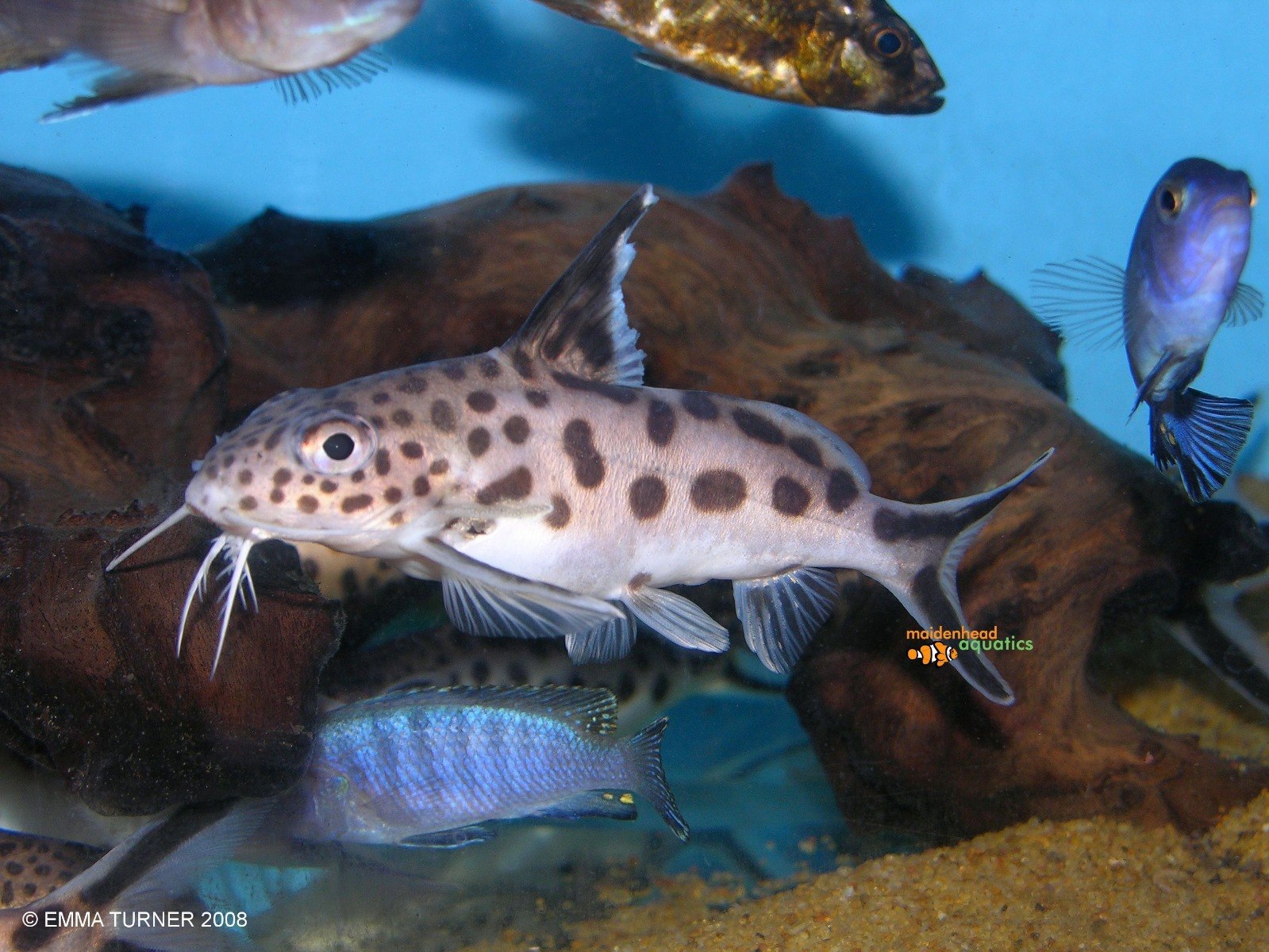 Cuckoo Catfish-Synodontis multipunctatus