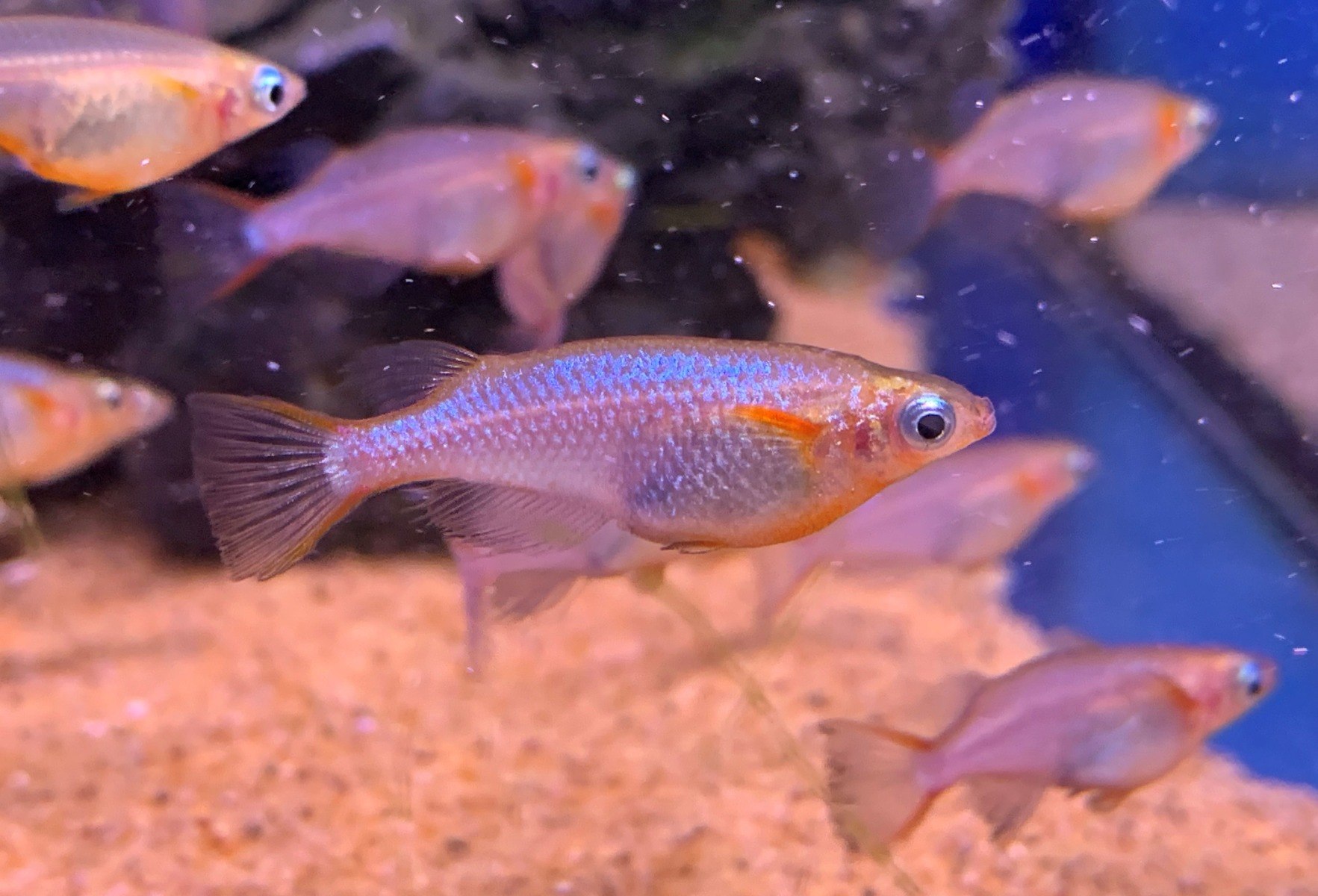 Daisy"™s Blue Ricefish-Oryzias woworae