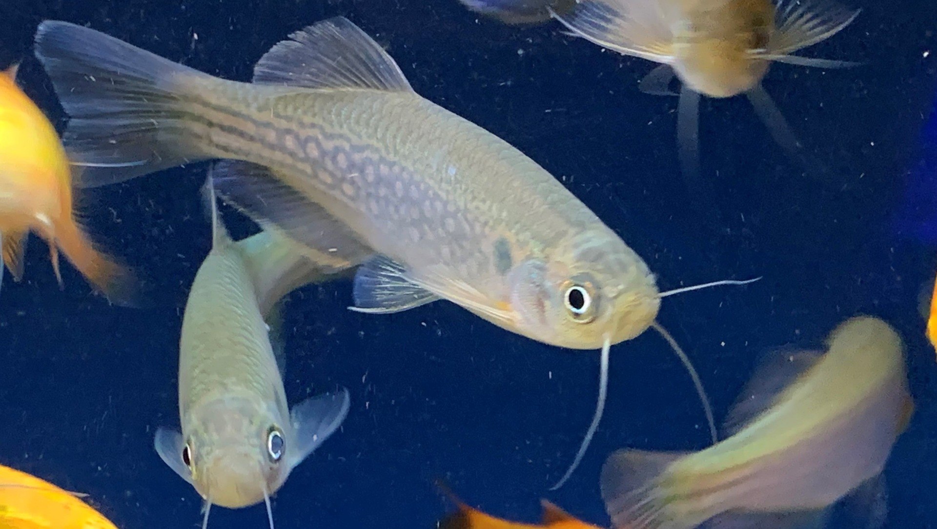 Moustached Danio-Danio dangila