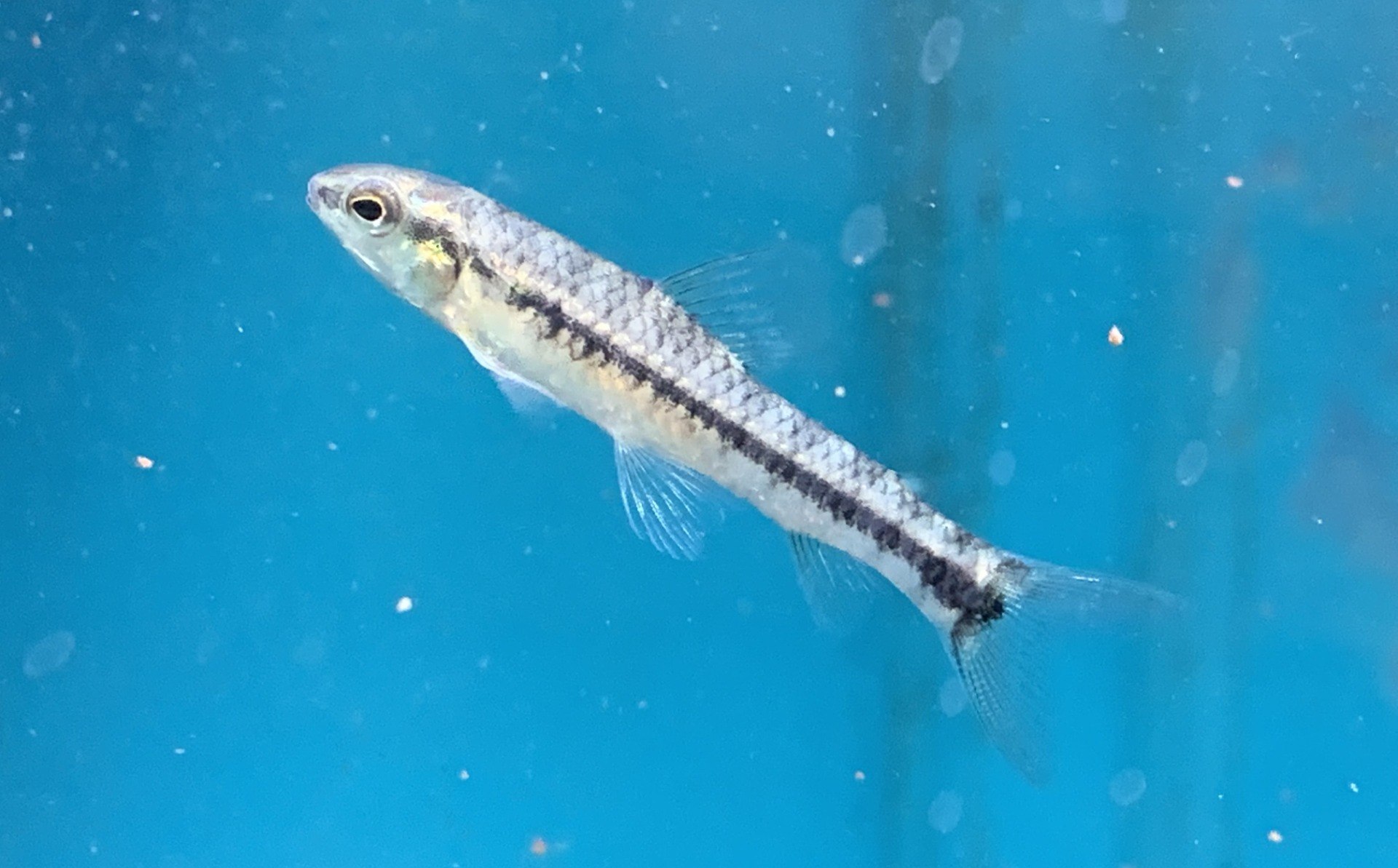 Darter Tetra-Characidium