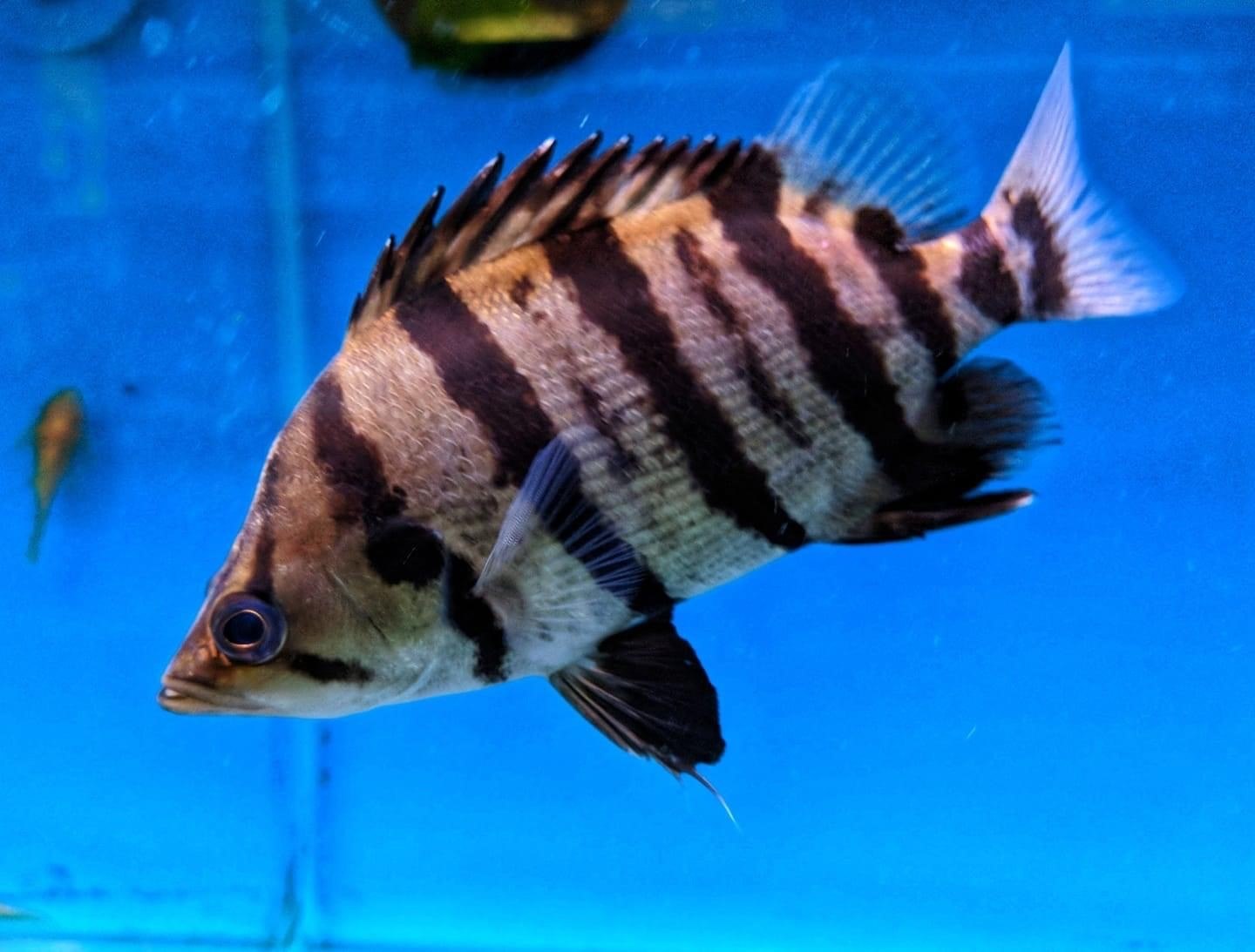 Four-banded Tiger Fish-Datnioides polota