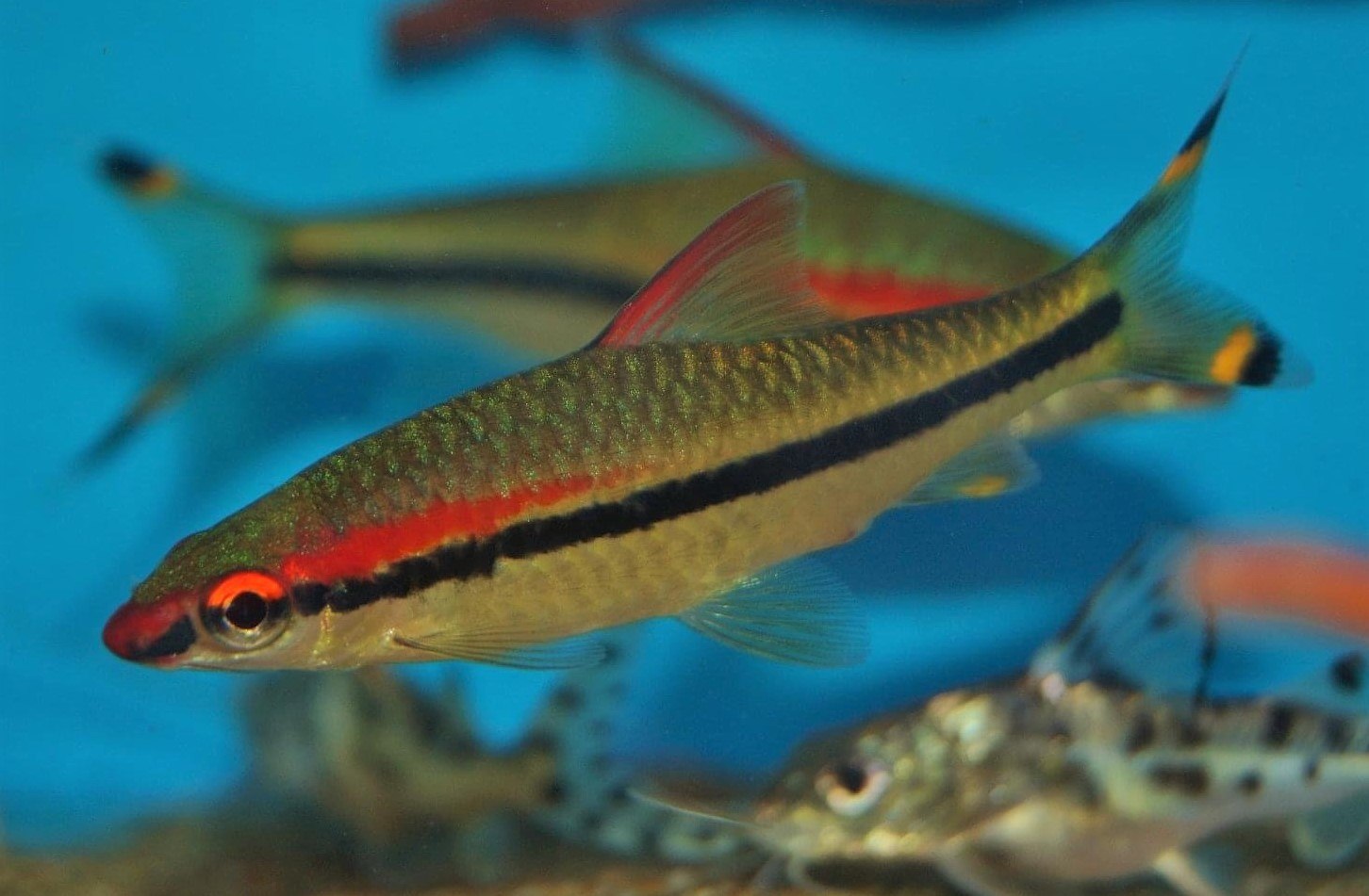 Red Line Torpedo Barb-Sahyadria denisonii